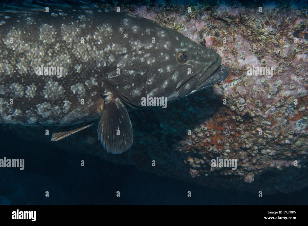 Groper bleu Banque de photographies et d’images à haute résolution - Alamy