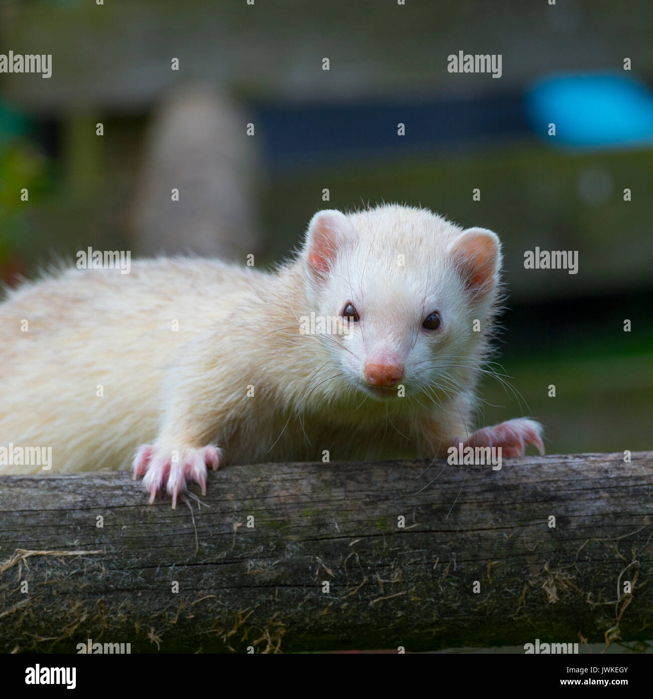 Baby ferret Banque de photographies et d’images à haute résolution - Alamy