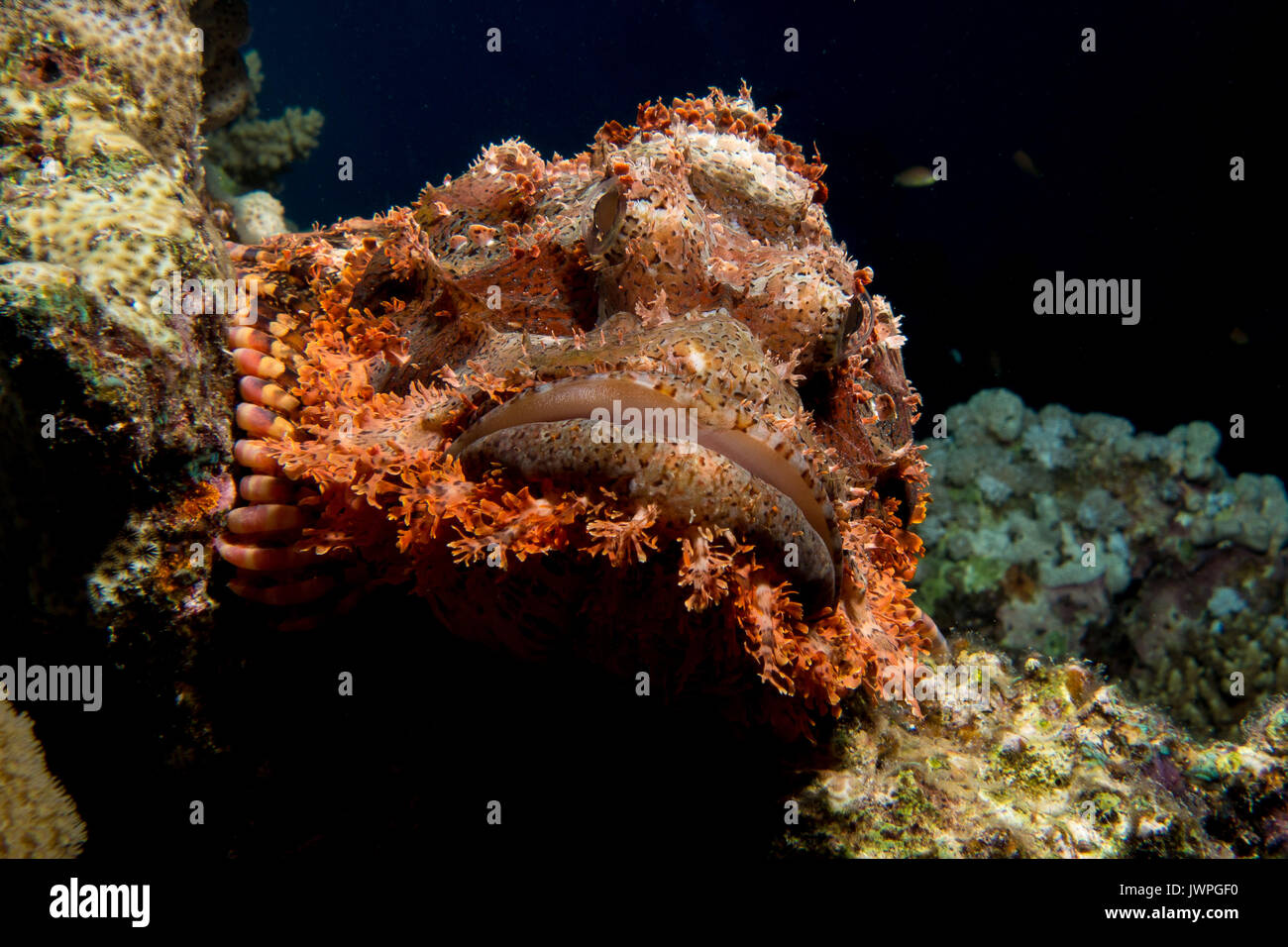 Poisson scorpion d'eau profonde rouge Banque de photographies et d ...