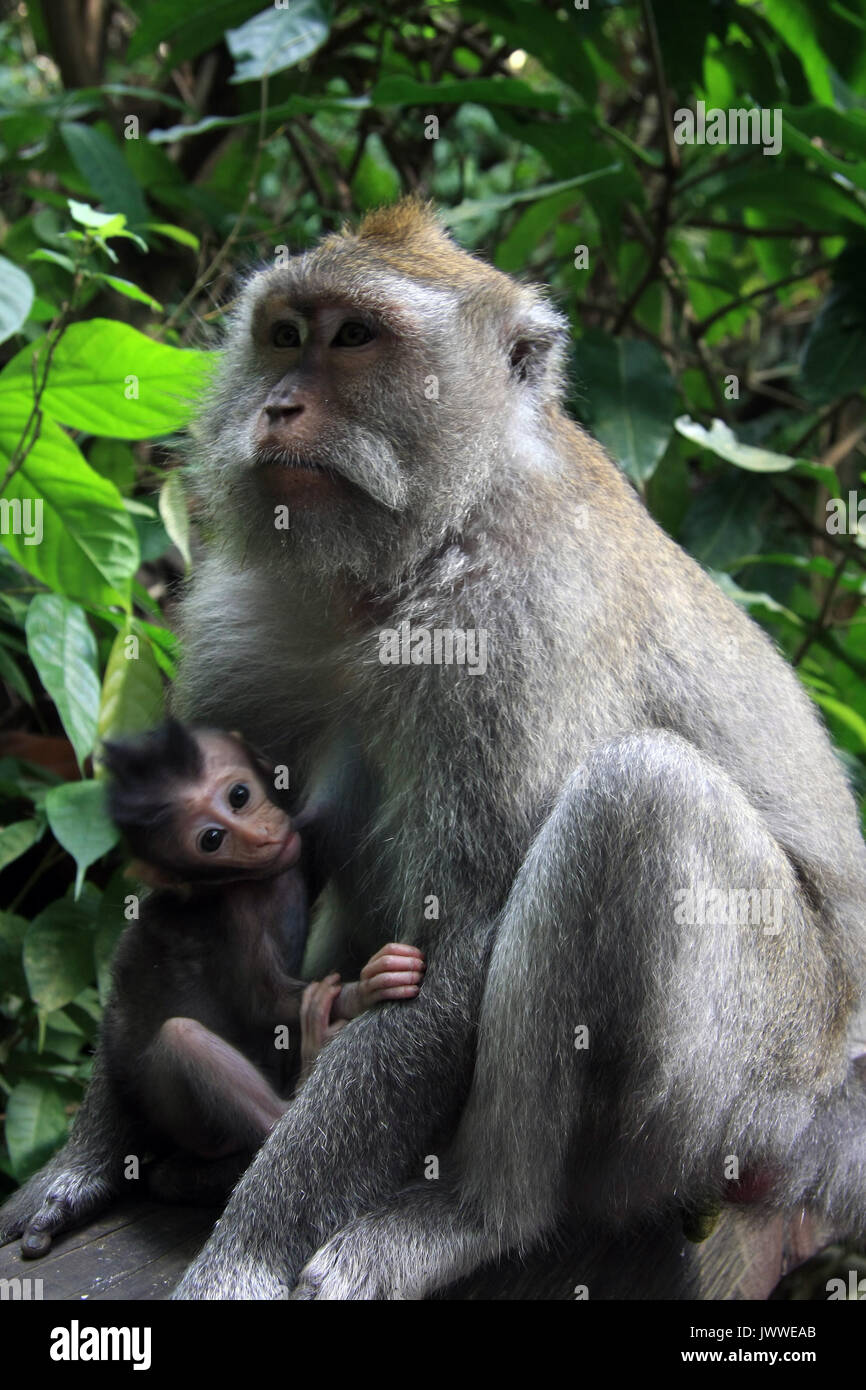 Indonesia young balinese macaque Banque de photographies et d’images à ...