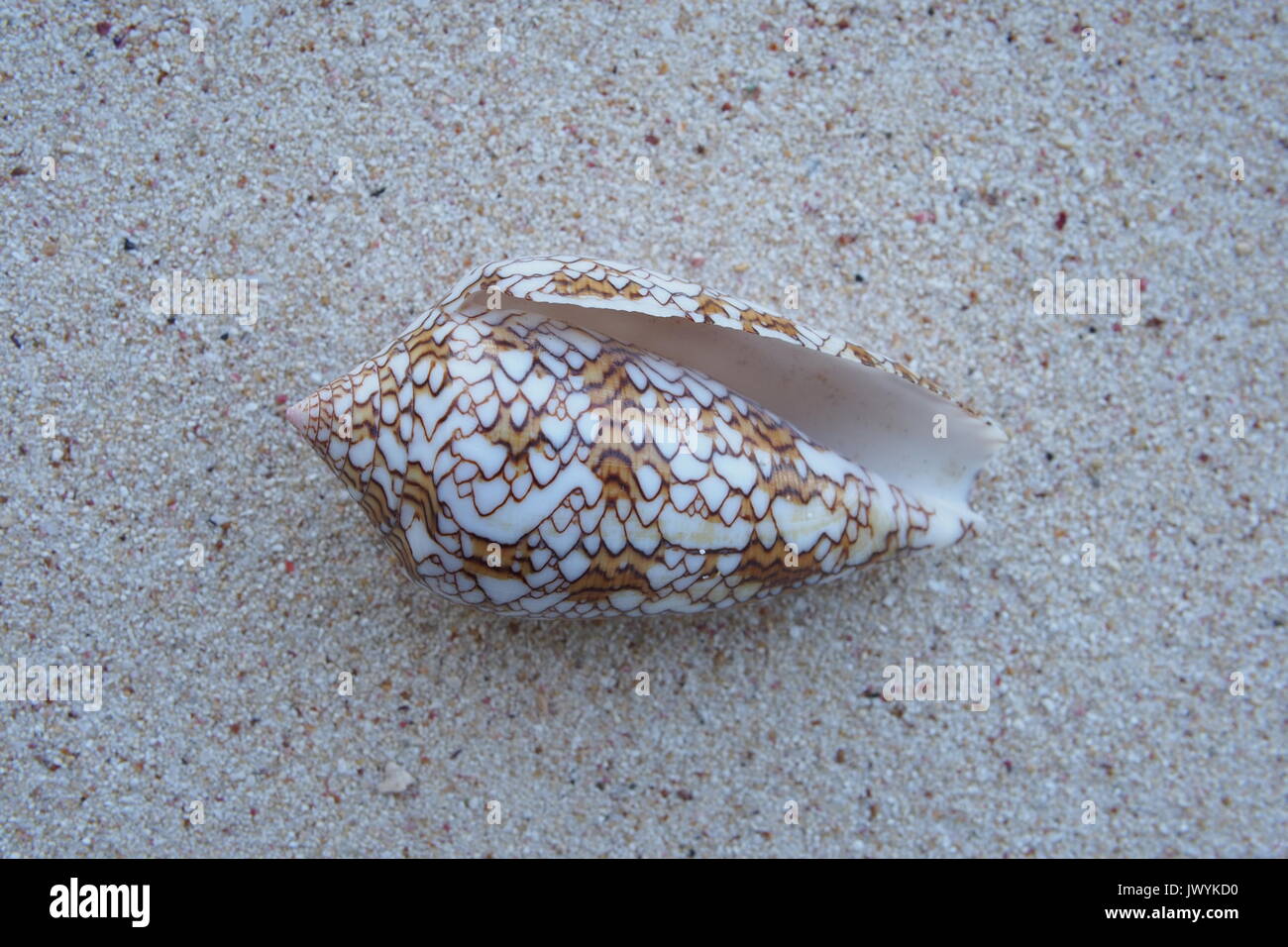 Textile cone snail Banque de photographies et d’images à haute ...