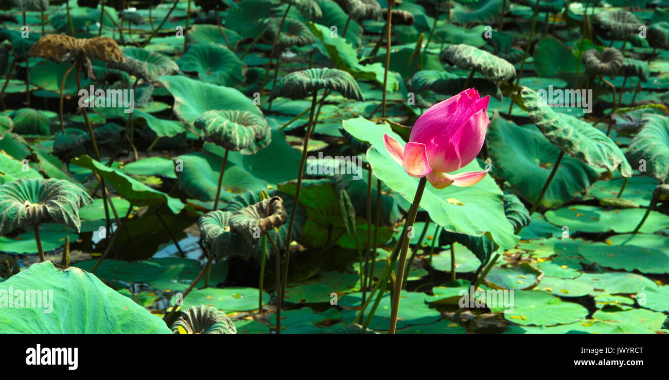Lotus tigre rouge Banque de photographies et d’images à haute ...
