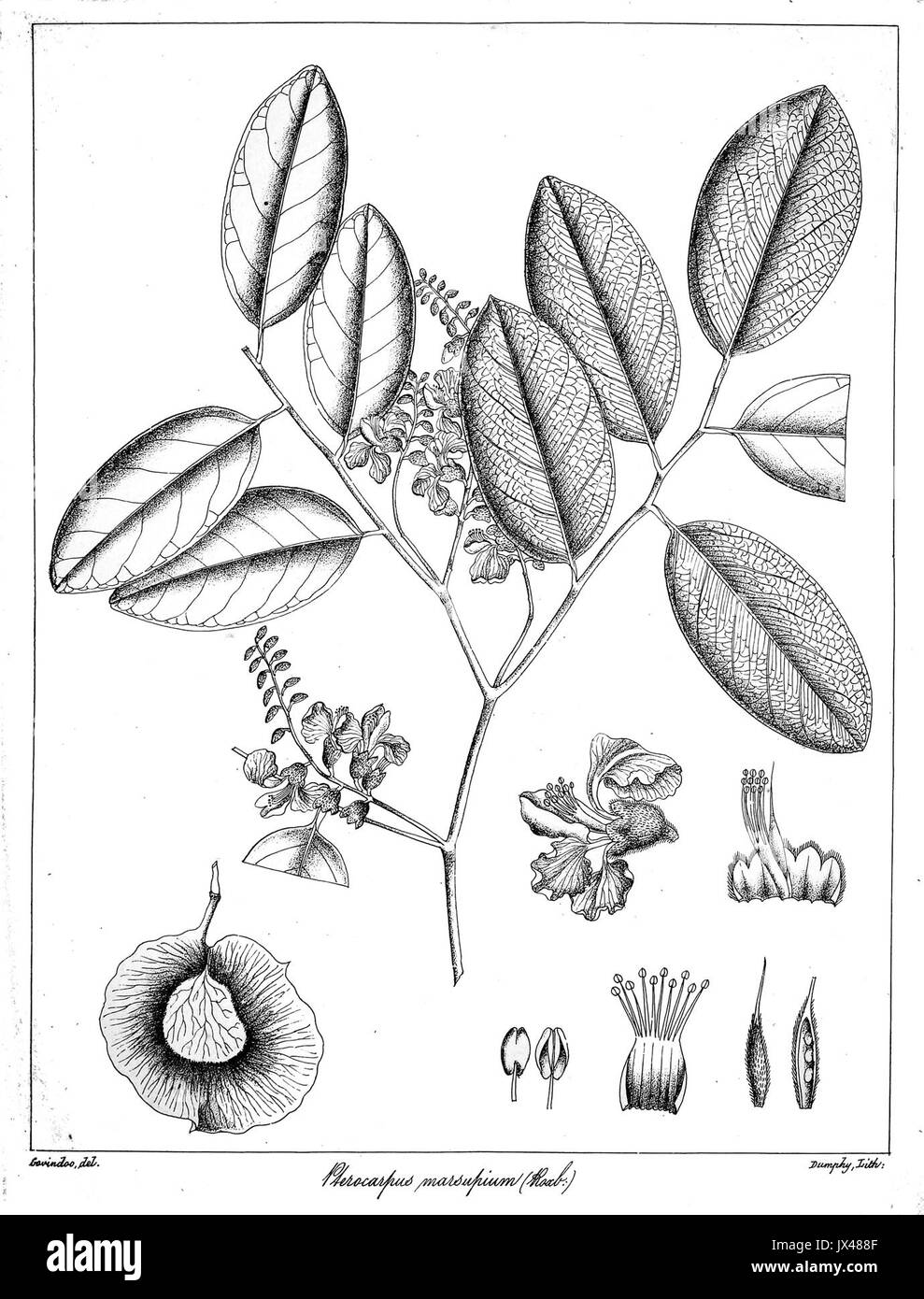 Pterocarpus marsupium Banque de photographies et d’images à haute ...