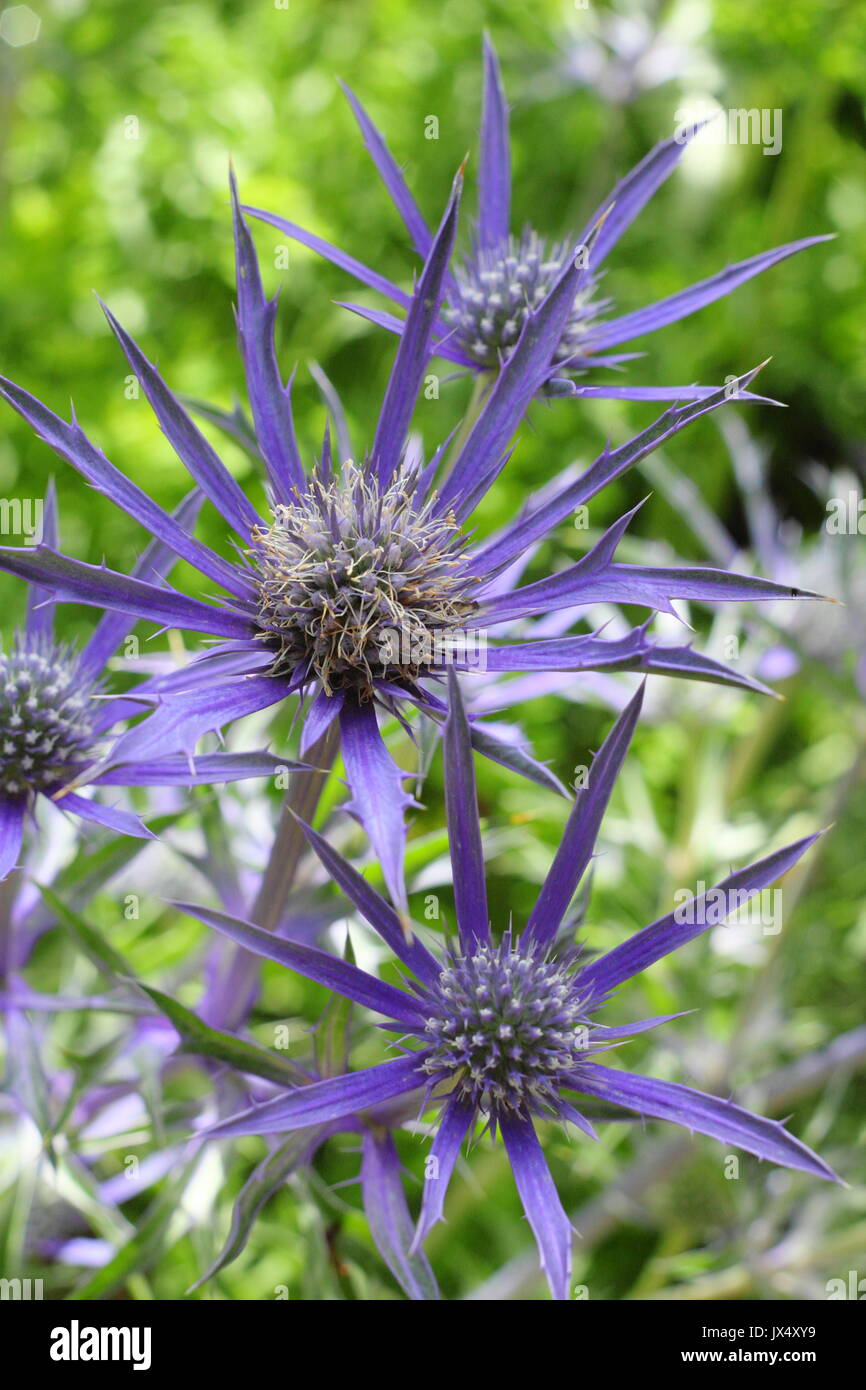 Eryngium picos bleu Banque de photographies et d’images à haute ...