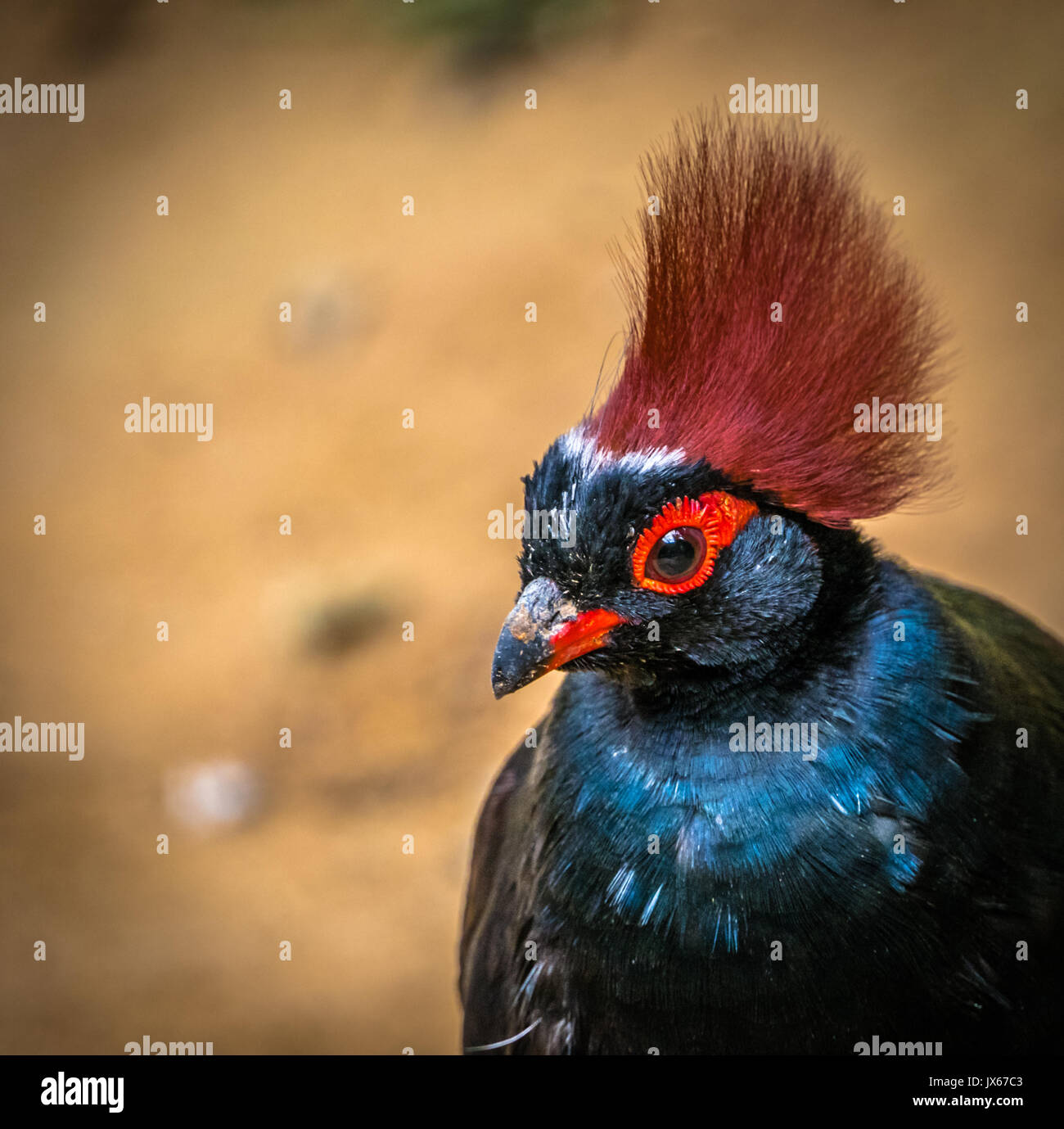 Petit ara bleu Banque de photographies et d’images à haute résolution ...