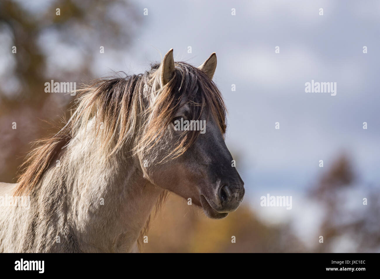 Eurasian wild horse Banque de photographies et d’images à haute ...