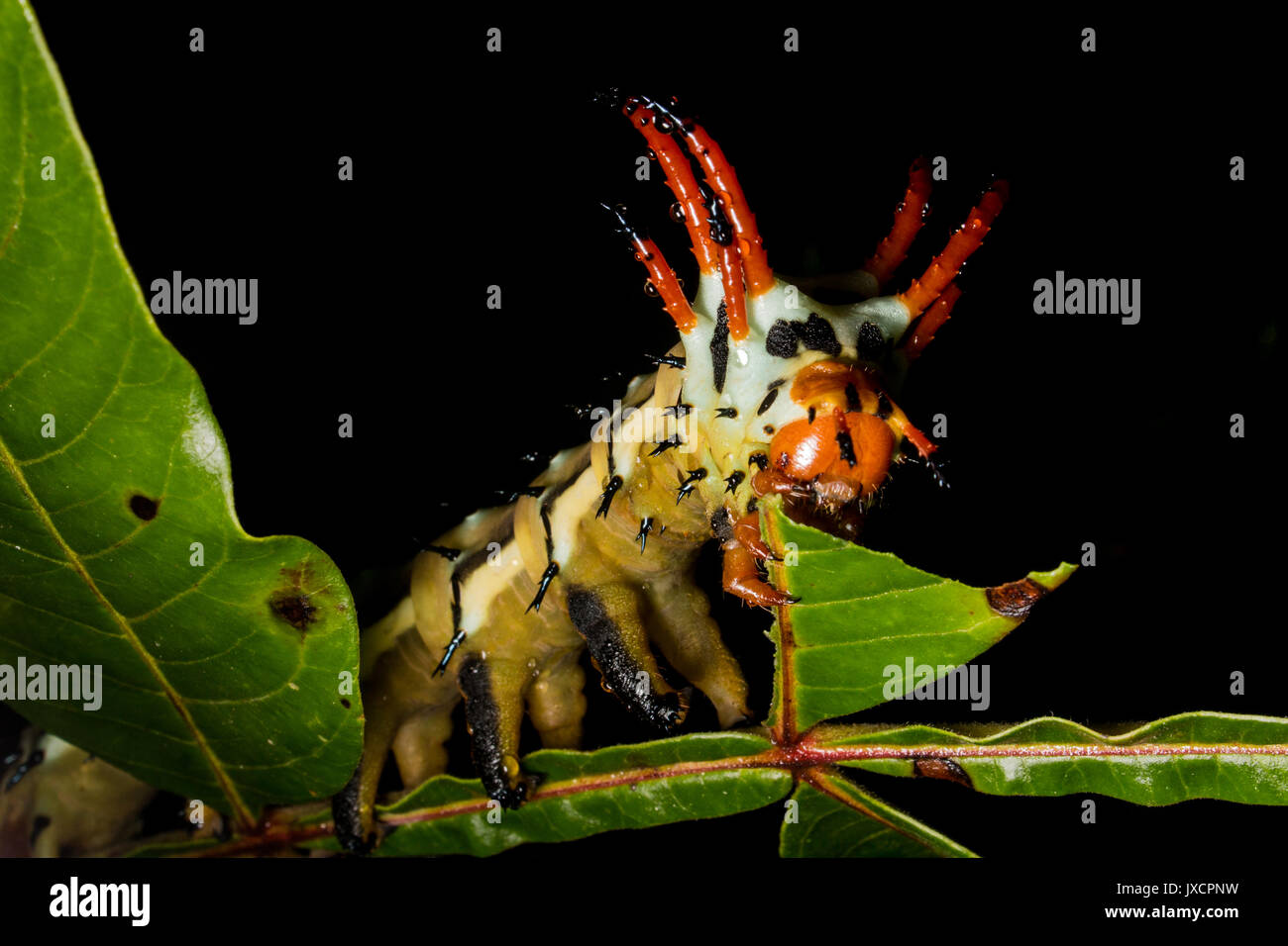 Chenille du diable rouge Banque de photographies et d’images à haute ...