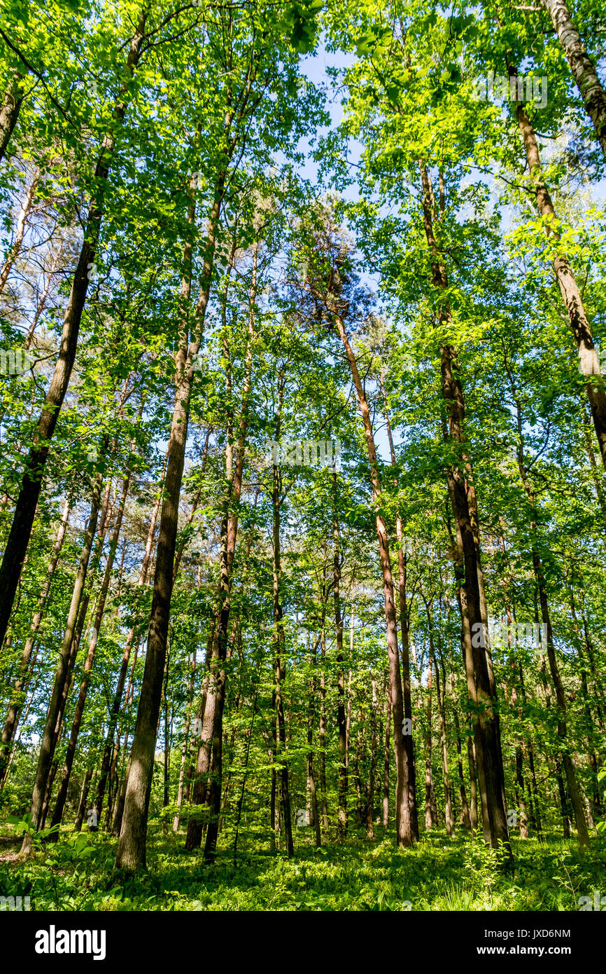 Forêt en été Banque de photographies et d’images à haute résolution - Alamy