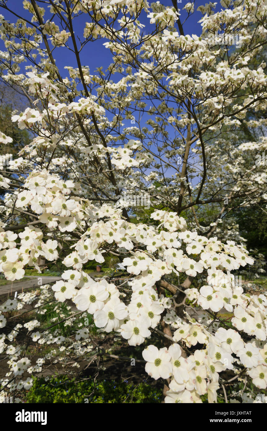 Cornus florida flowering Banque de photographies et d’images à haute ...