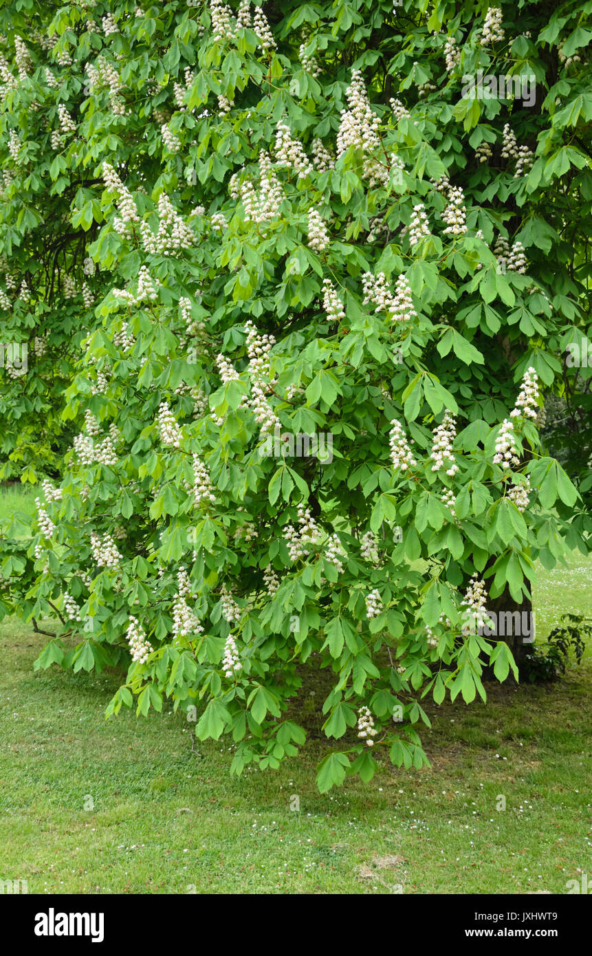 Common horse chestnut aesculus hippocastanum Banque de photographies et ...