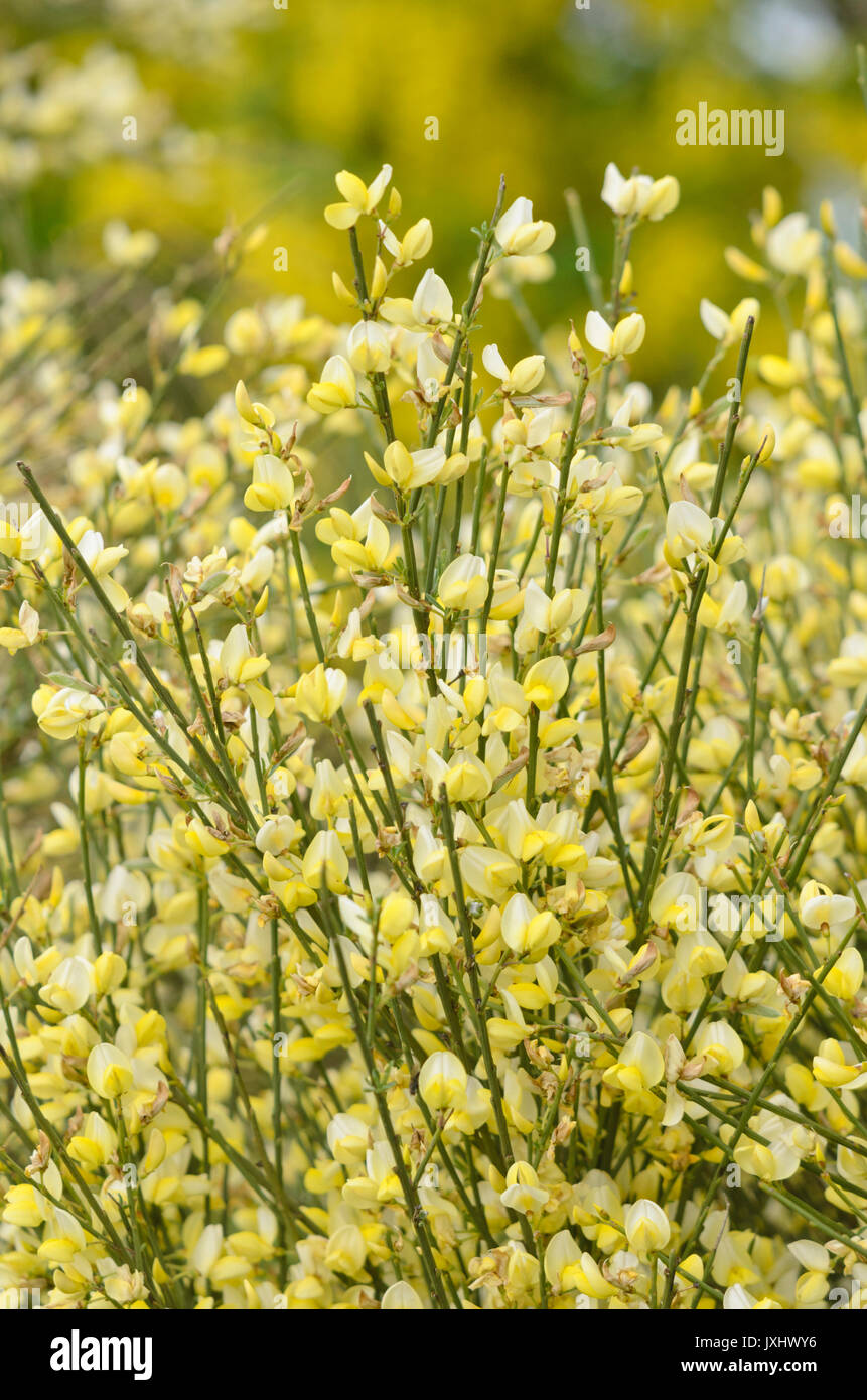 Balai de warminster cytisus x praecox Banque de photographies et d ...