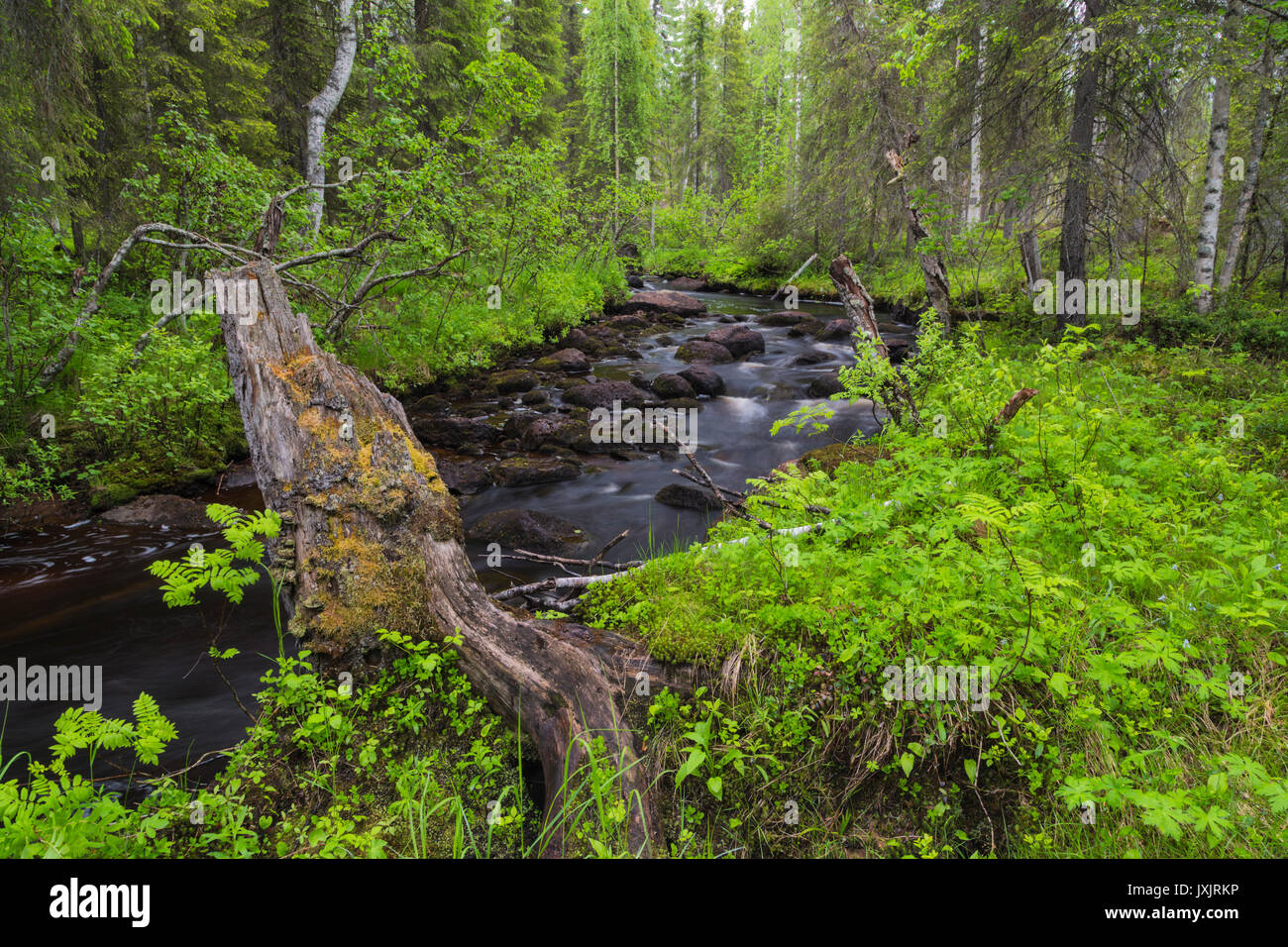 Ruisseau en forêt avec des arbres autour de bouleau et rochers dans l ...