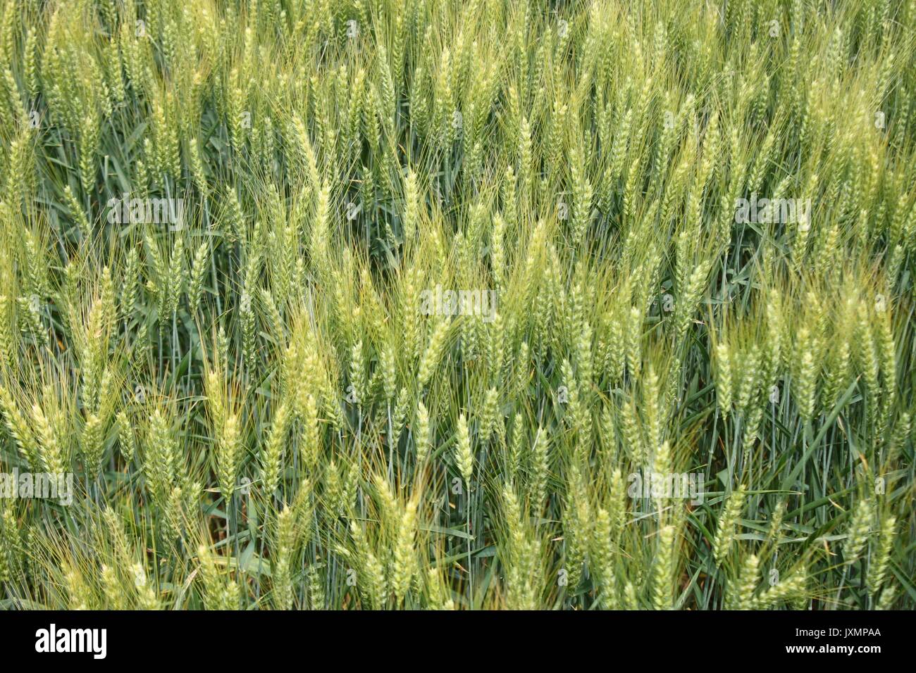 Orge champ printemps Banque de photographies et d’images à haute ...