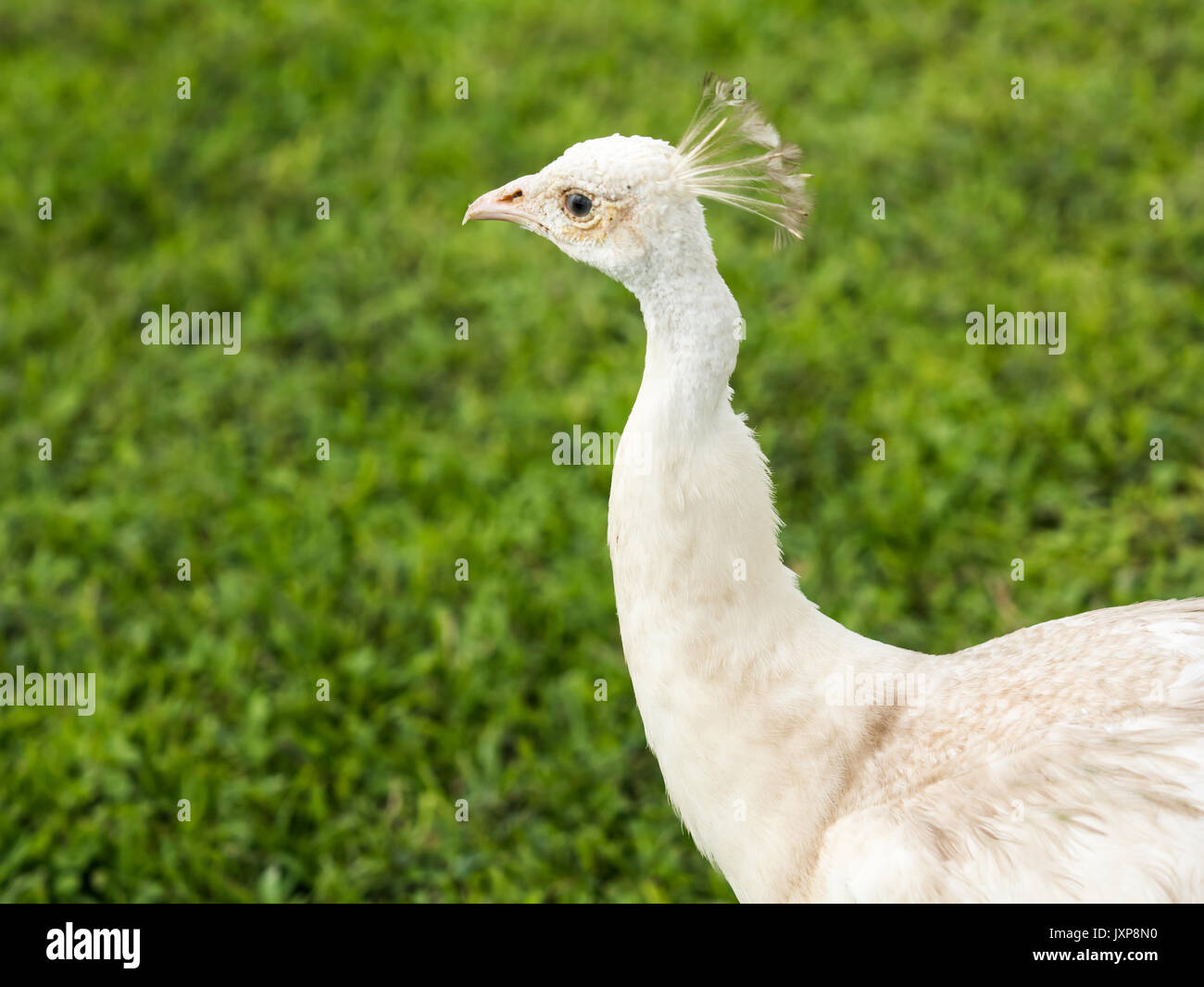 Oiseau albinos Banque de photographies et d’images à haute résolution ...