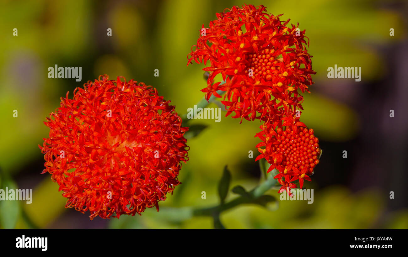 Exotic flowers in madeira Banque de photographies et d’images à haute ...