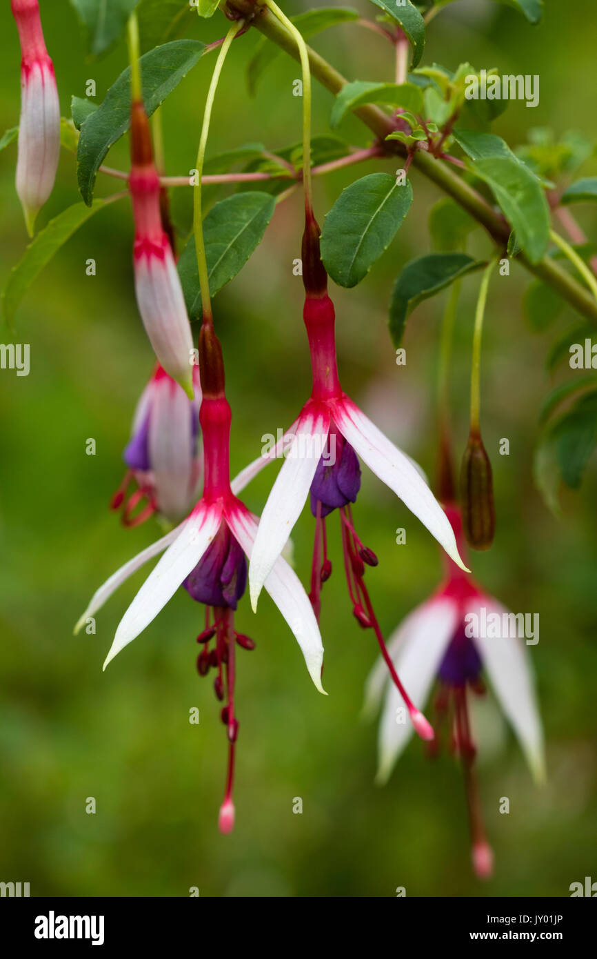 Fuchsia magellanica lady bacon Banque de photographies et d’images à ...