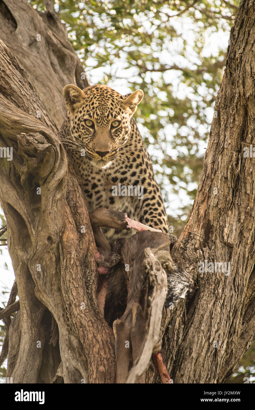 Léopard mâle grimper dans un arbre Banque de photographies et d’images ...
