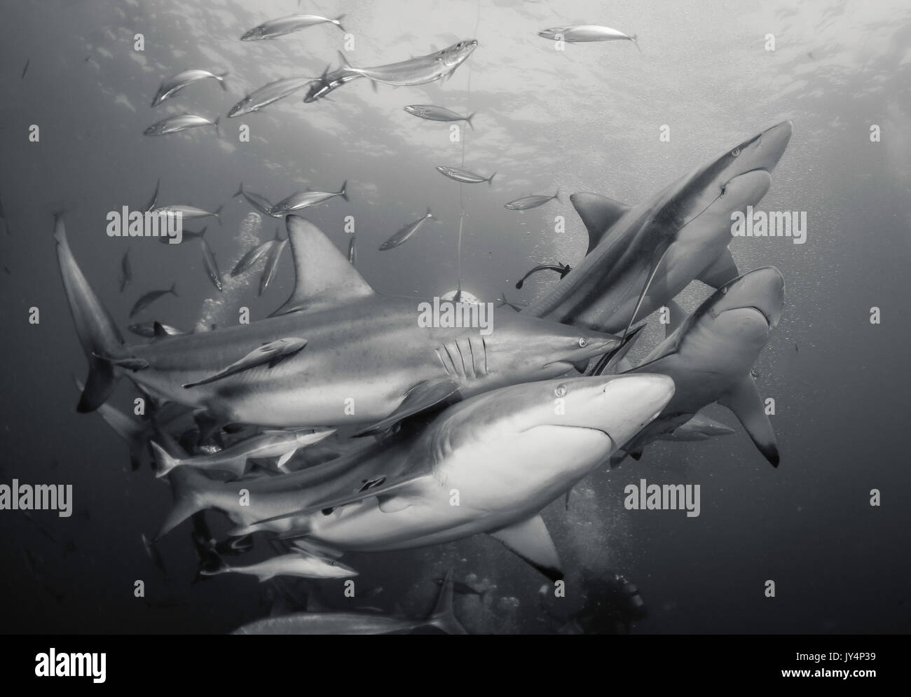 Requin pointe blanche Banque de photographies et d’images à haute ...