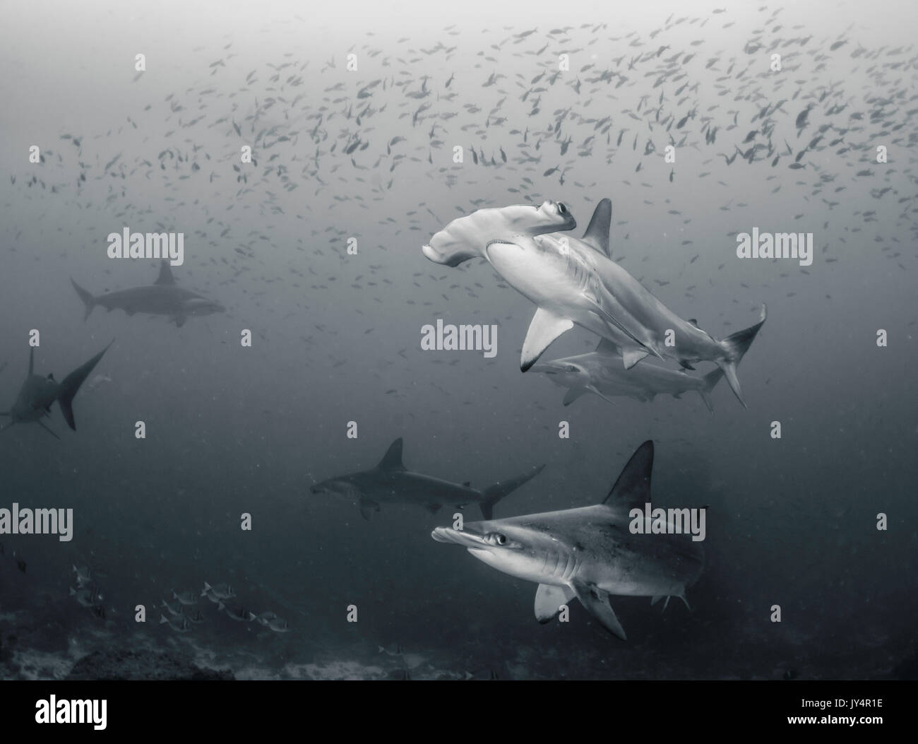 Requins de groupe Banque de photographies et d’images à haute ...