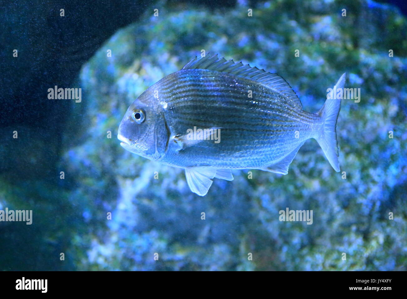 Red seabream Banque de photographies et d’images à haute résolution - Alamy