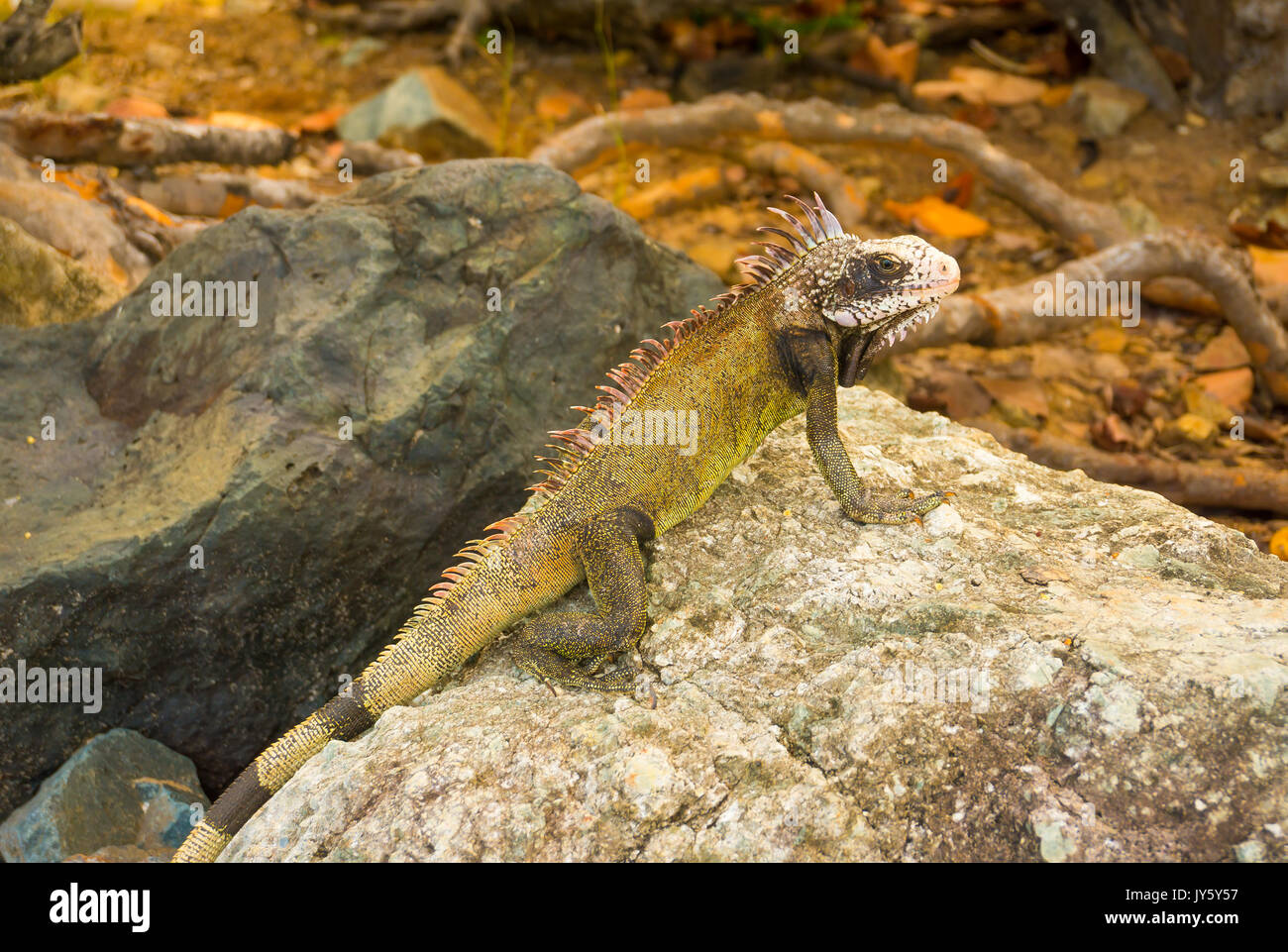 Iguane sur pierres Banque de photographies et d’images à haute ...
