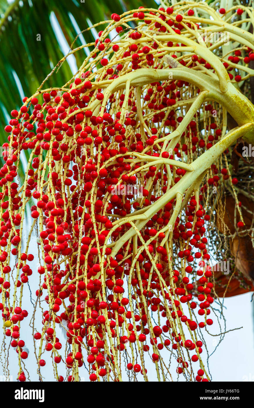 Fruits rouges palmiers Banque de photographies et d’images à haute ...