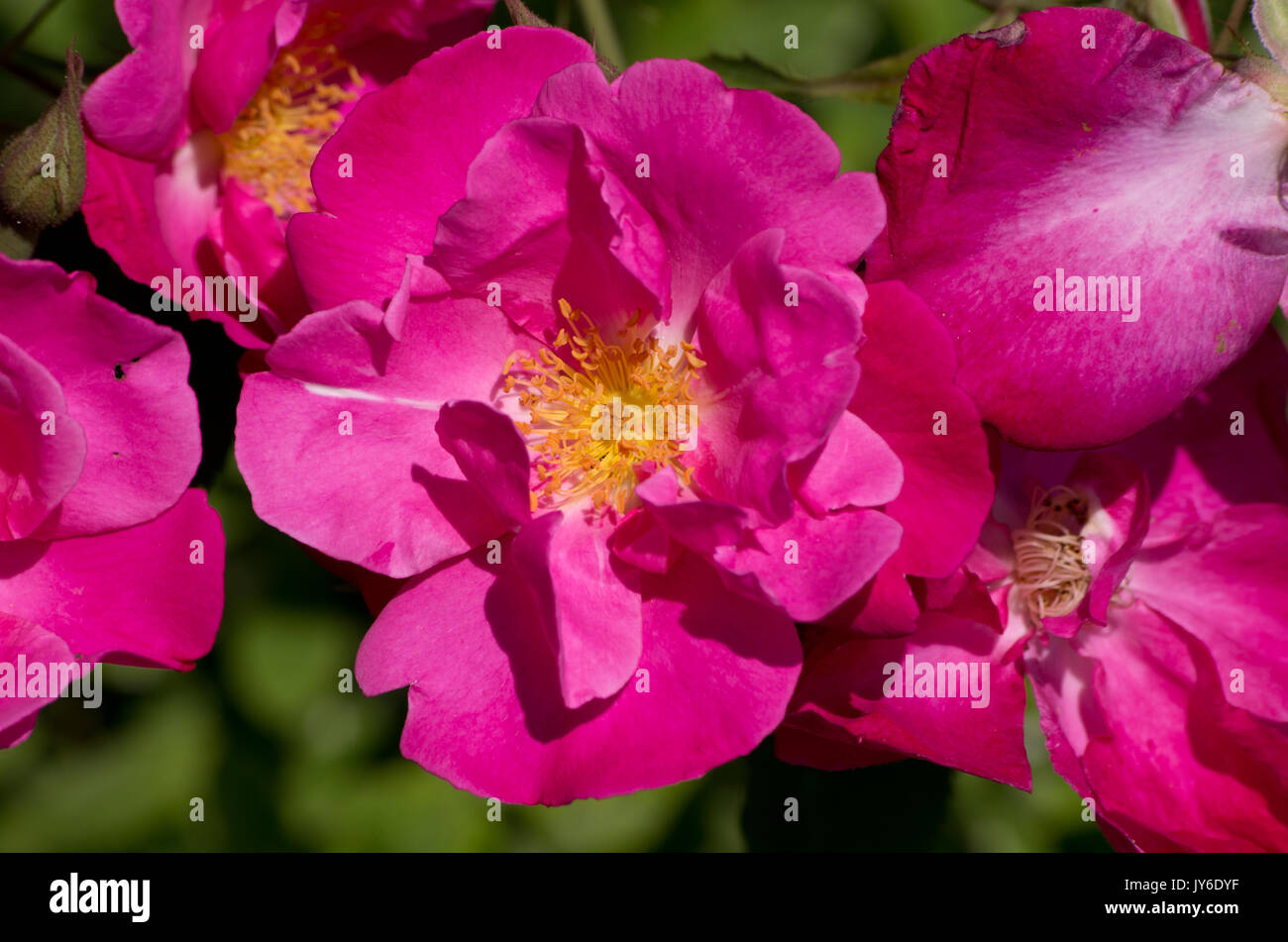 Rosa vanity rose Banque de photographies et d’images à haute résolution - Alamy