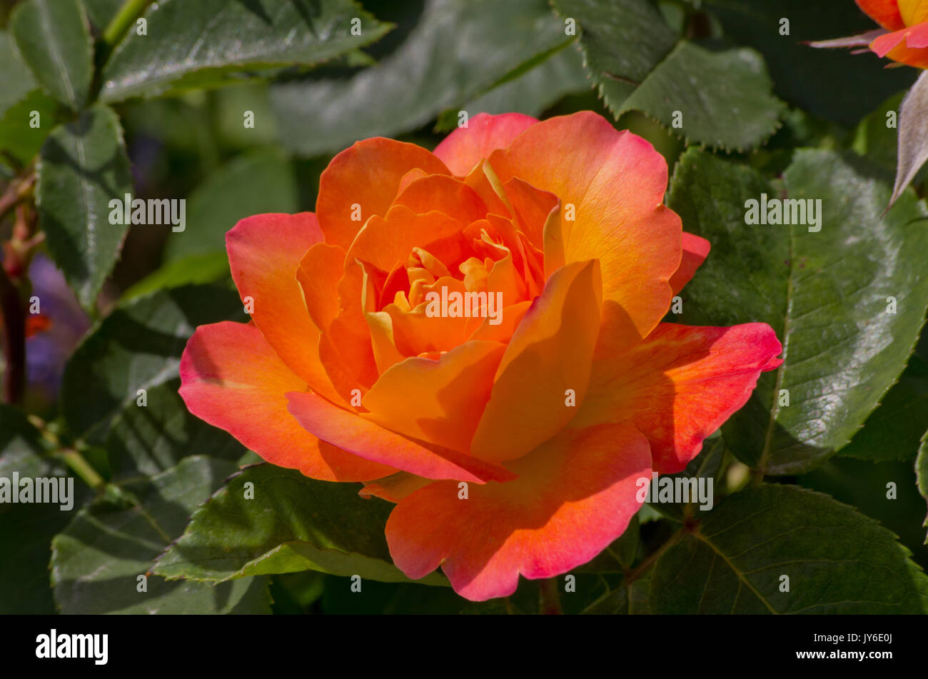 Pareo rose Banque de photographies et d’images à haute résolution - Alamy