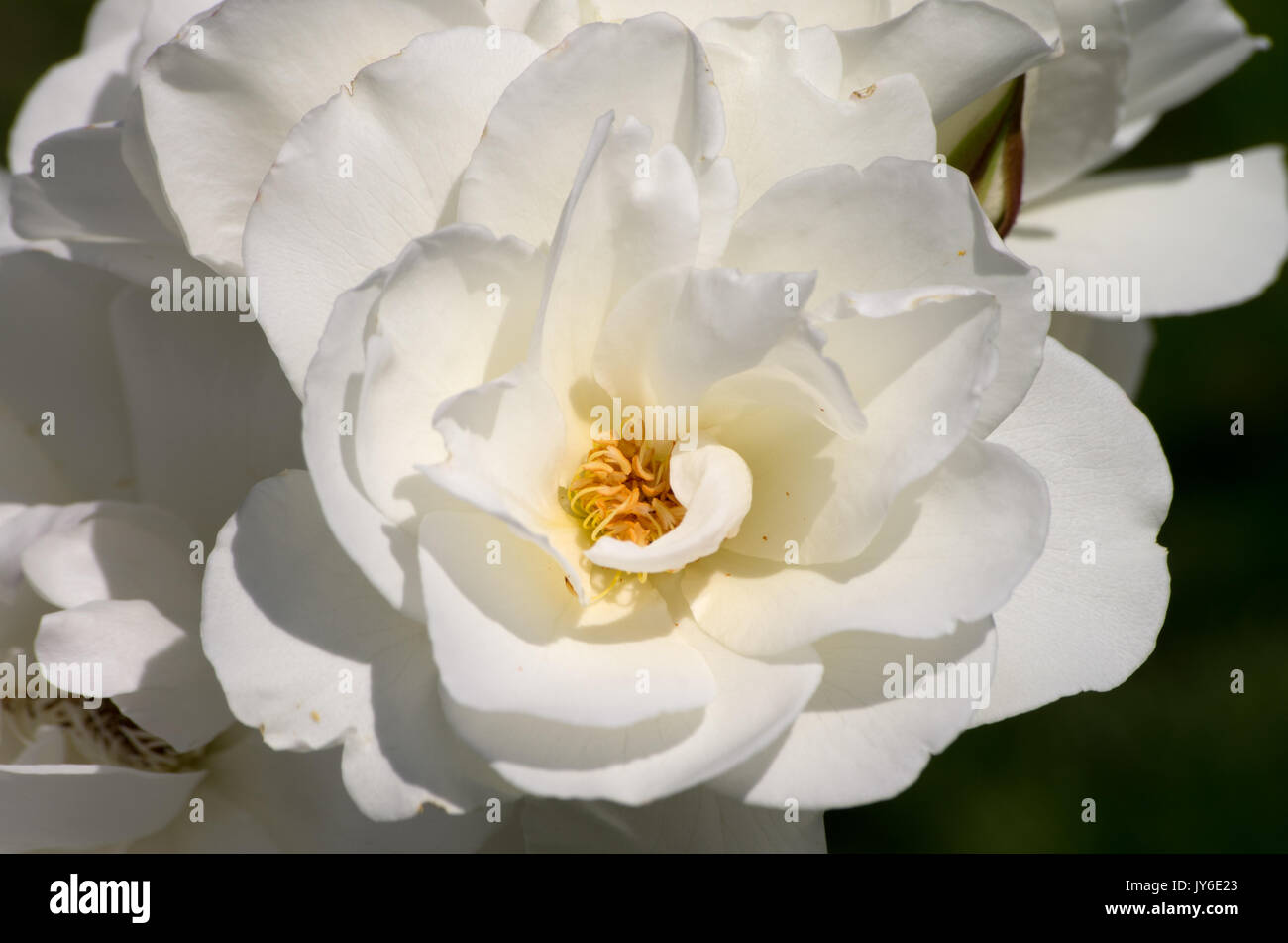 Rosa iceberg plant Banque de photographies et d’images à haute ...