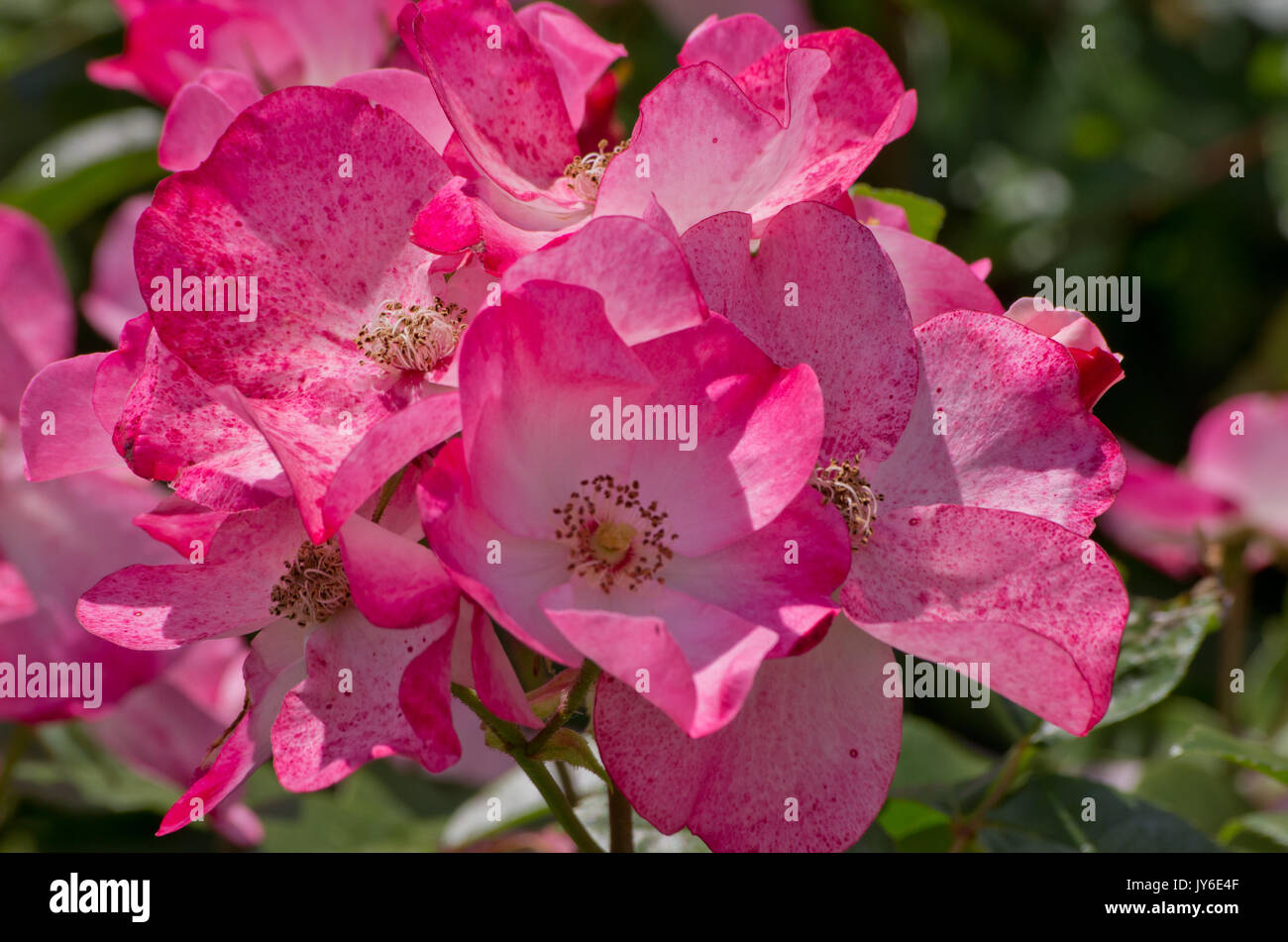 Rush rose Banque de photographies et d’images à haute résolution - Alamy