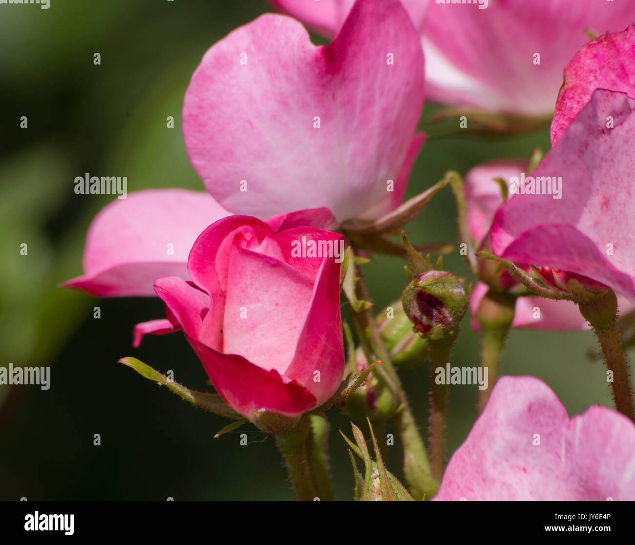 Rush rose Banque de photographies et d’images à haute résolution - Alamy