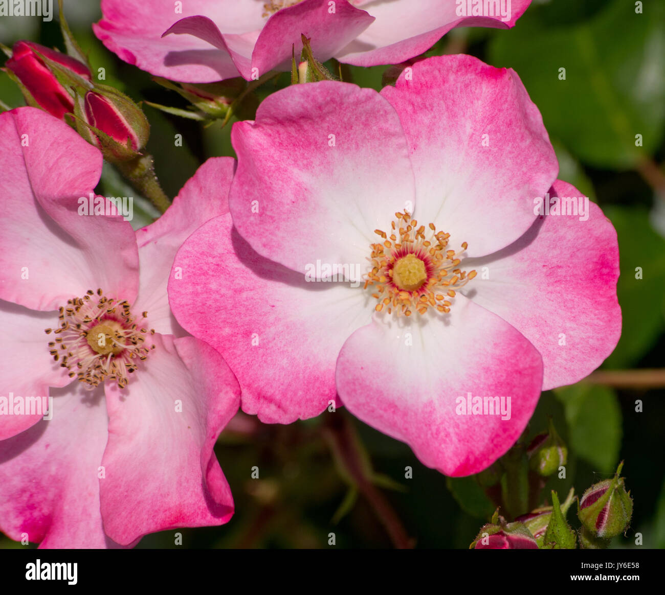 Rush Rose Banque d'image et photos - Alamy