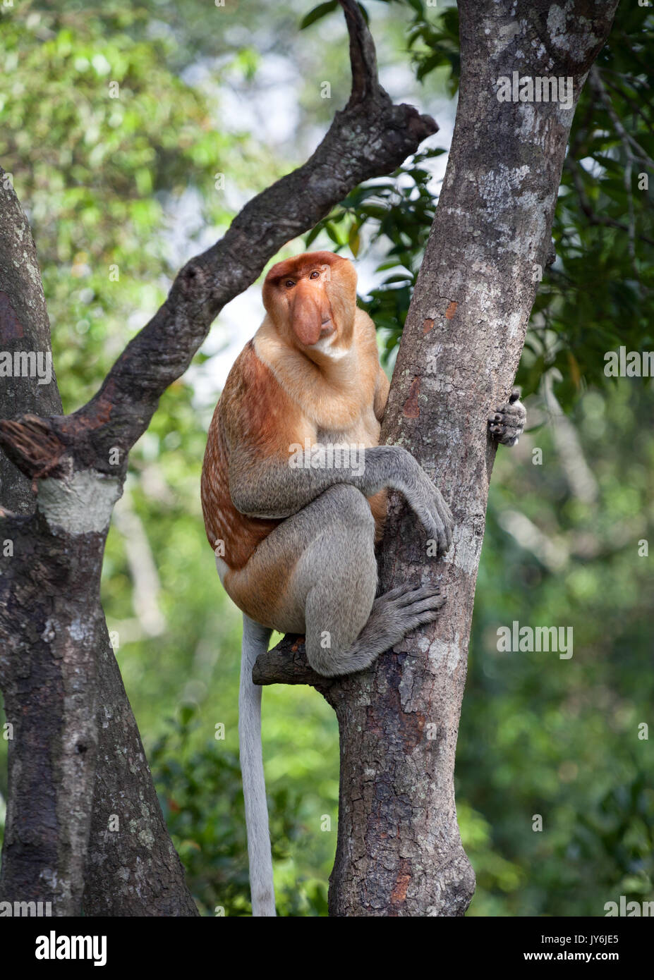 Singe à long nez Banque de photographies et d’images à haute résolution ...