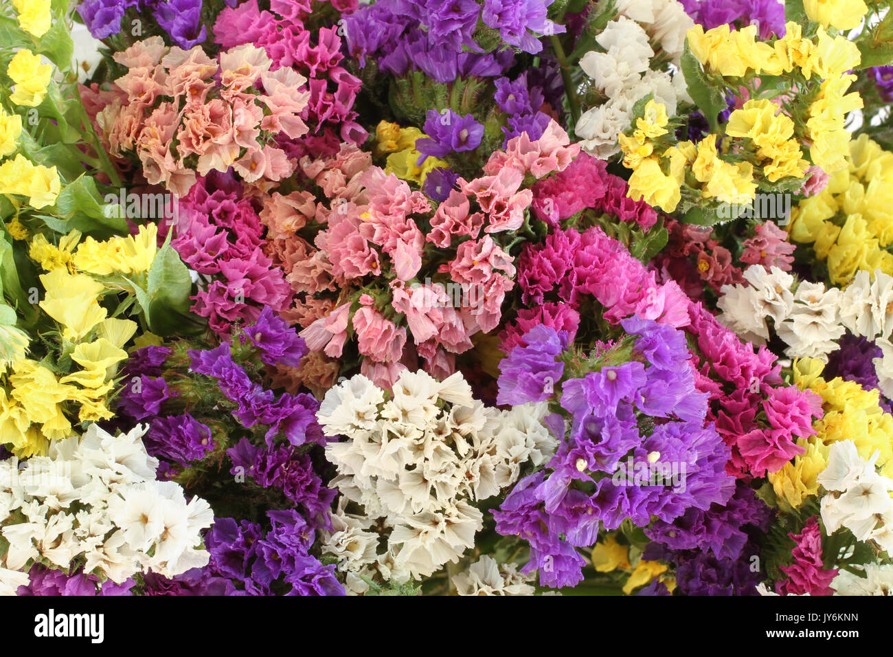 Statice blanc Banque de photographies et d’images à haute résolution ...