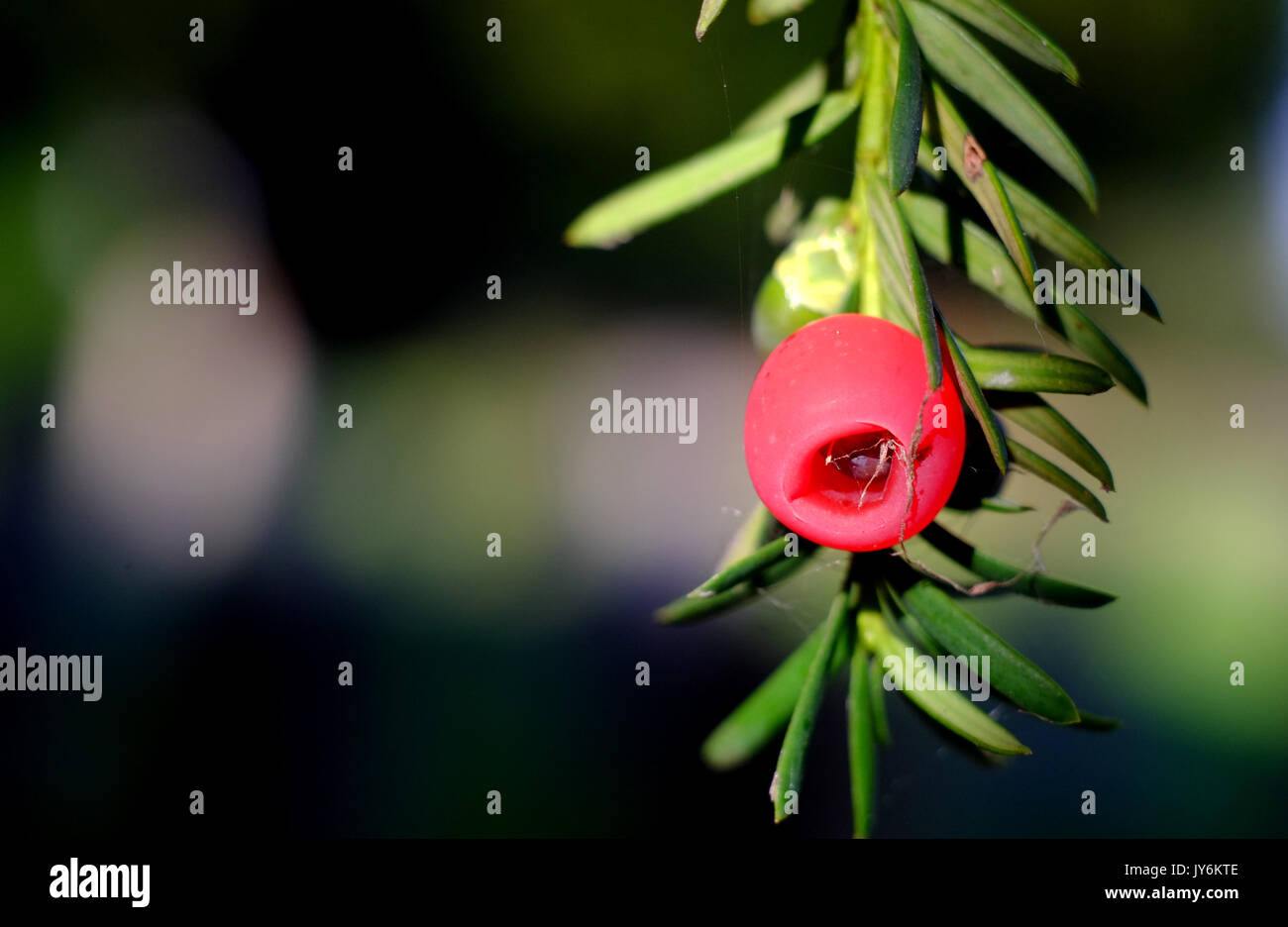 Baies rouges toxiques Banque de photographies et d’images à haute ...
