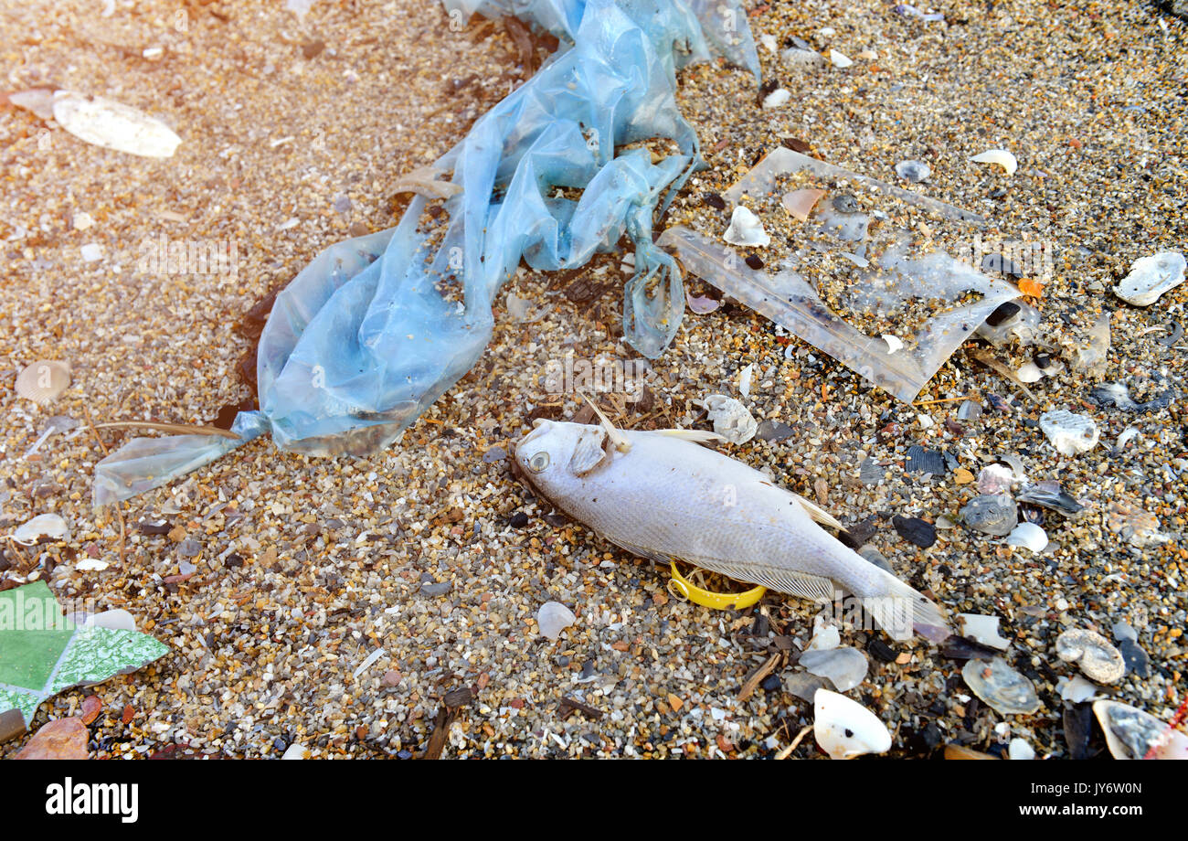 Corps du poisson mort sur la plage avec du plastique et ordure en ...
