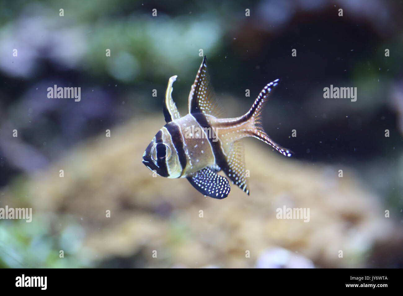 Pterapogon kauderni Banque de photographies et d’images à haute ...