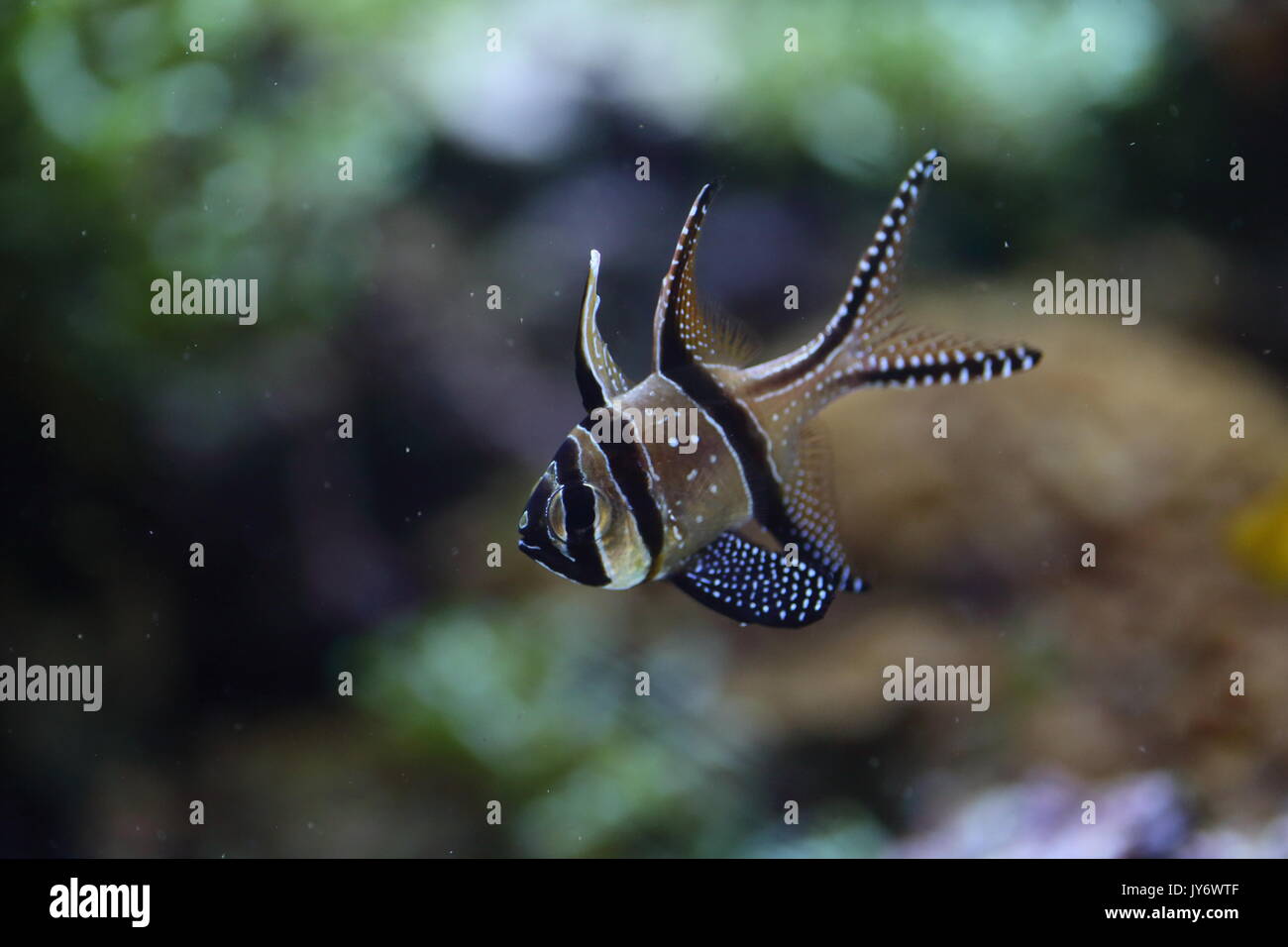 Pterapogon kauderni Banque de photographies et d’images à haute ...