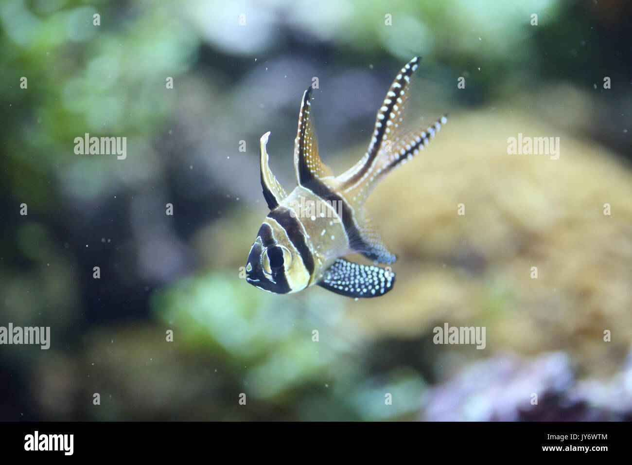Pterapogon kauderni Banque de photographies et d’images à haute ...