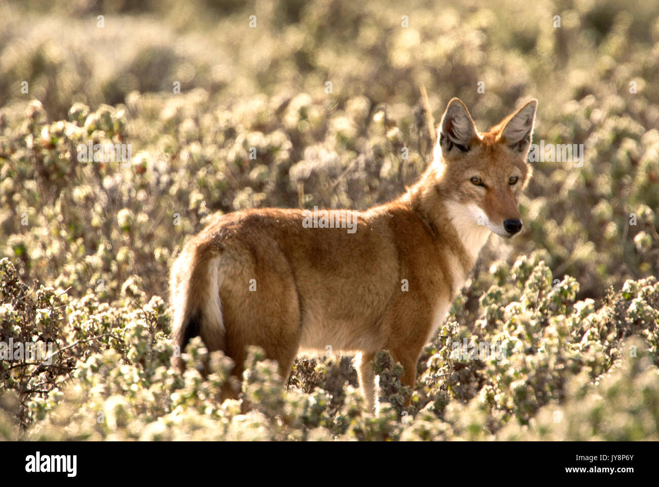 Le loup, Canis simensis éthiopien, Bale Mountains National Park ...
