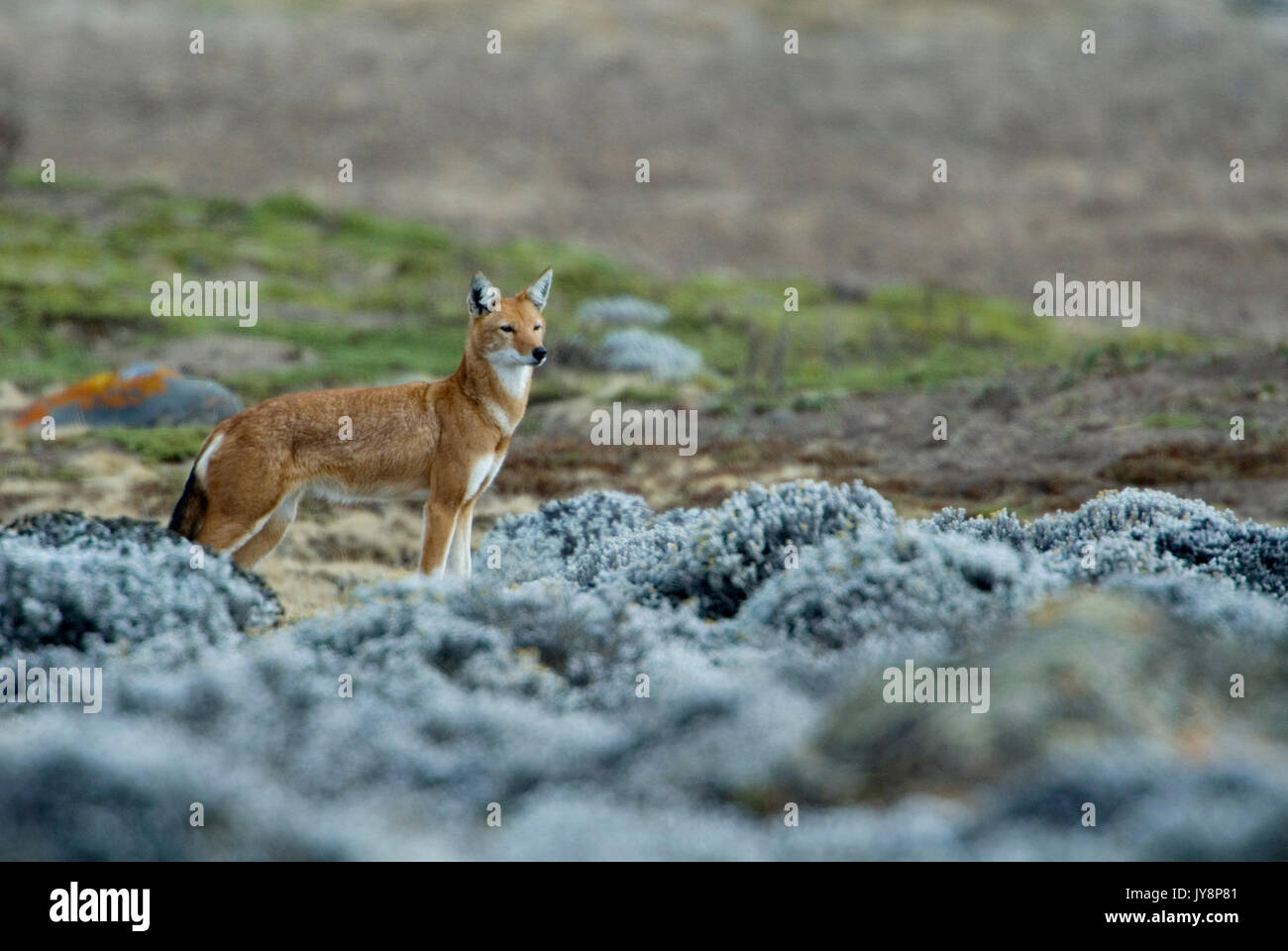 Le loup, Canis simensis éthiopien, Bale Mountains National Park ...