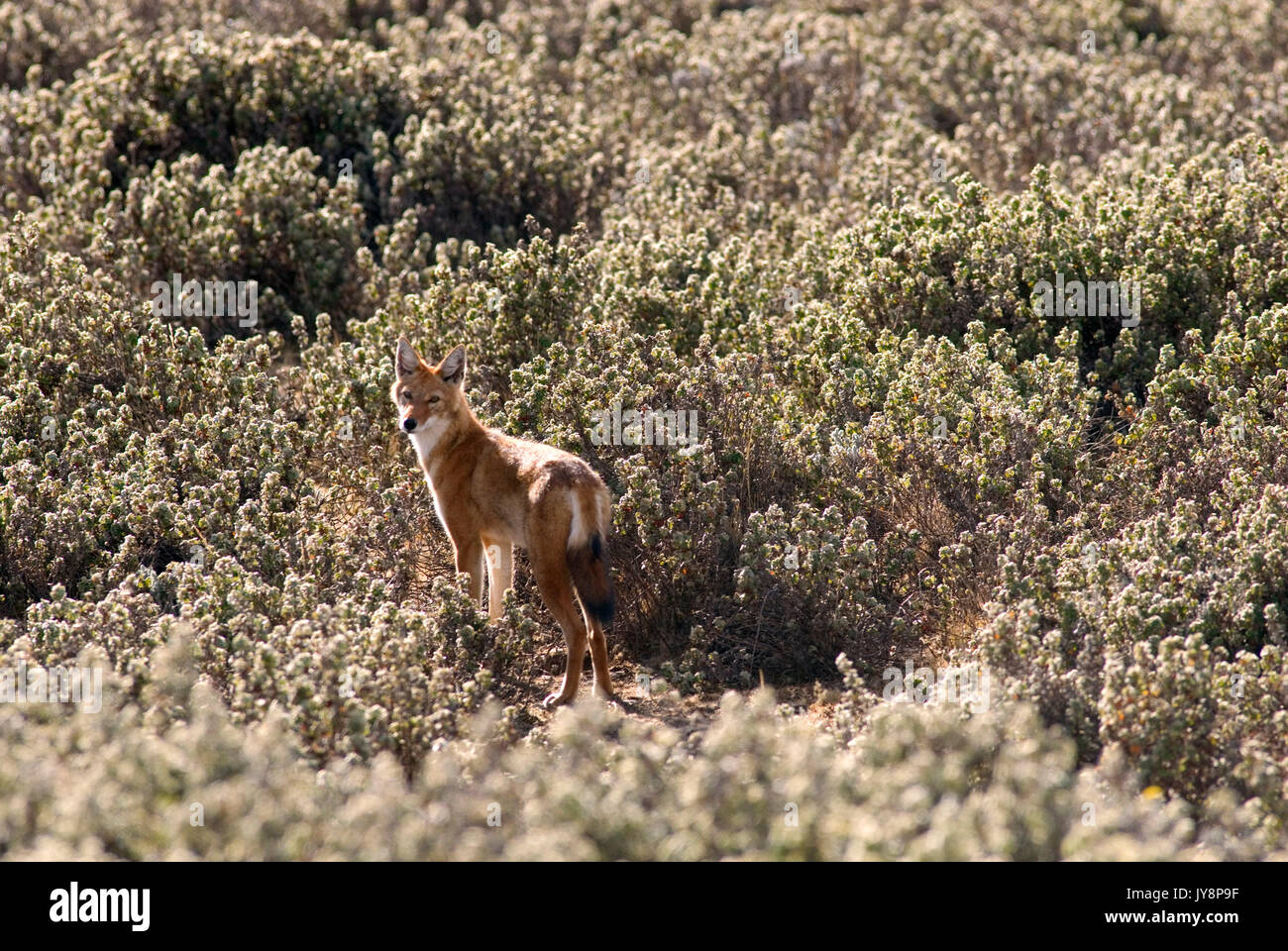 Le loup, Canis simensis éthiopien, Bale Mountains National Park ...