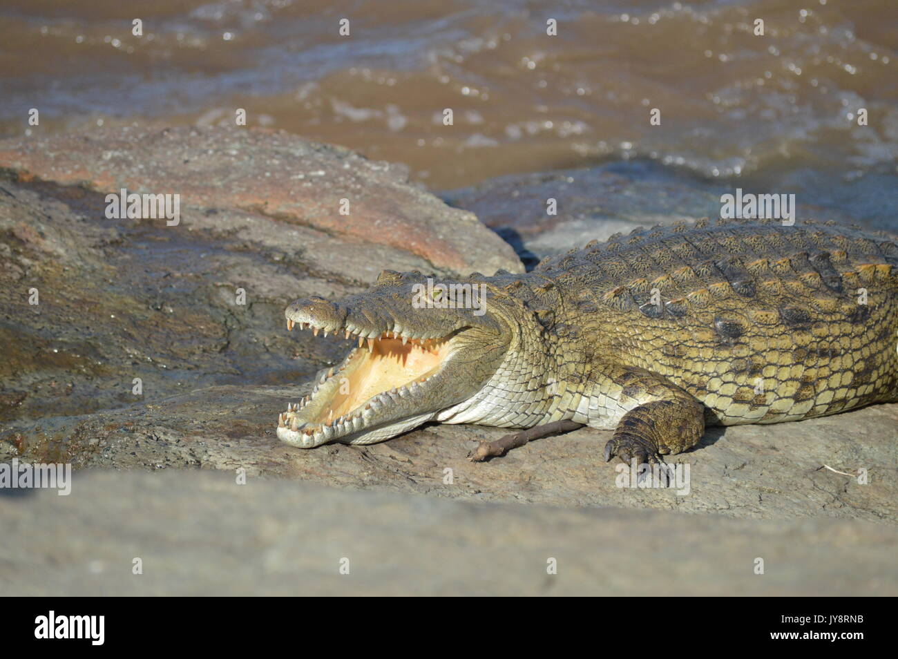 Crocodile du nil ecailles queue Banque de photographies et d’images à ...