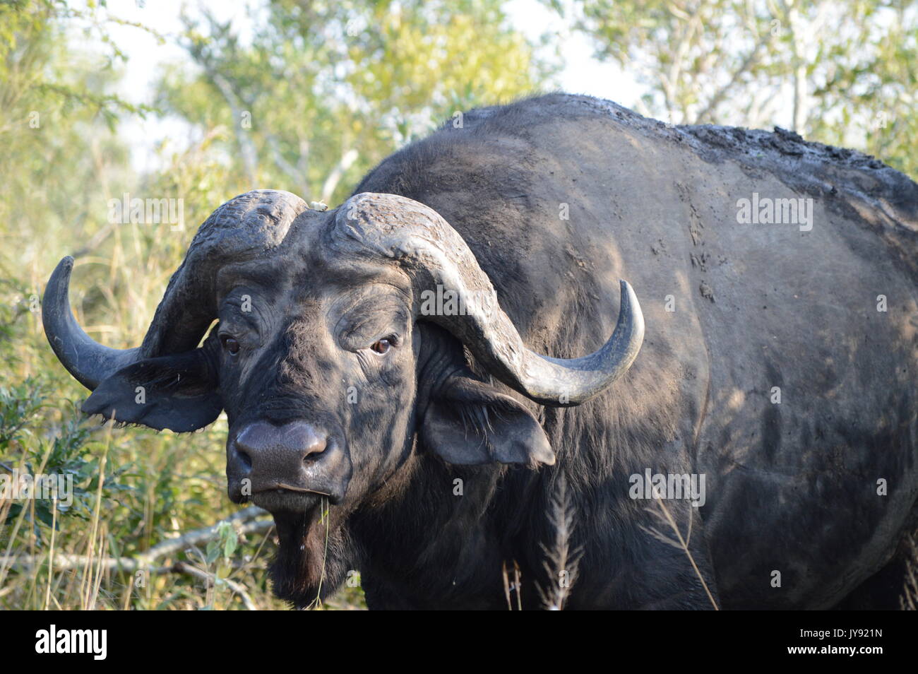 Parc national de buffle africain kruger Banque de photographies et d ...