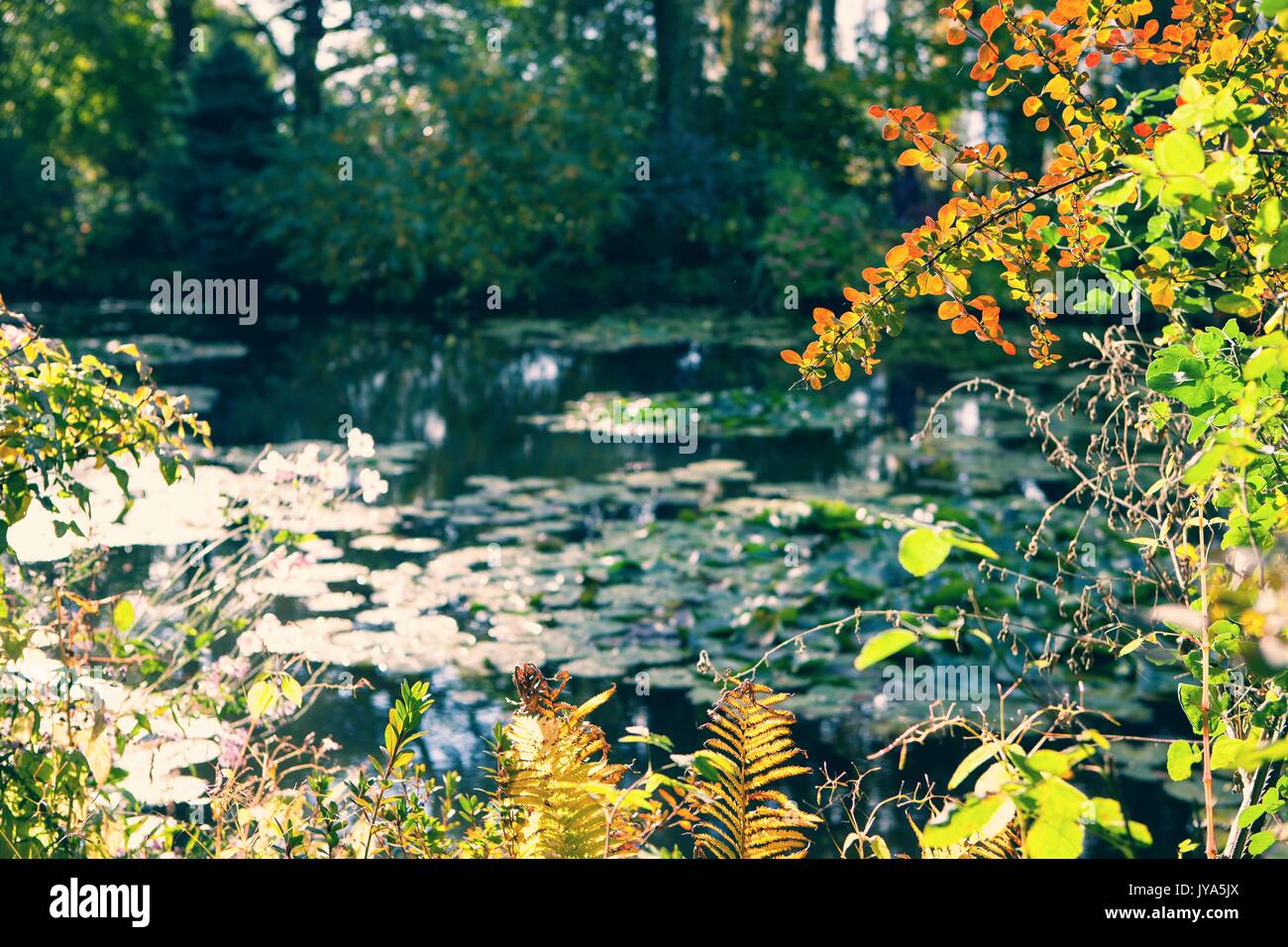 Le jardin de Claude Monet en automne, les nénuphars dans le lac sur une ...