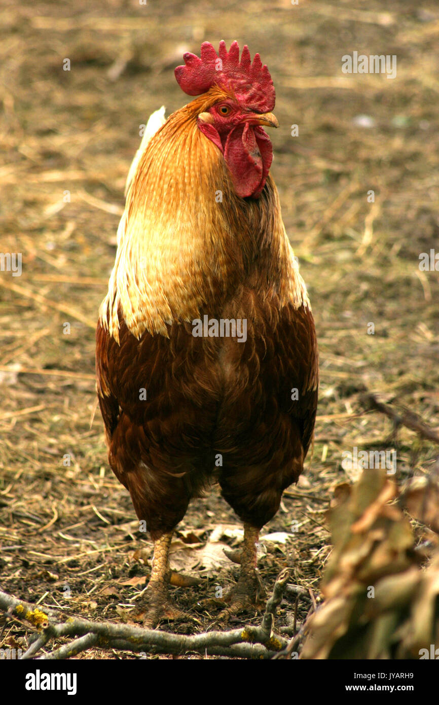 Race de coq en liberté Banque de photographies et d’images à haute ...