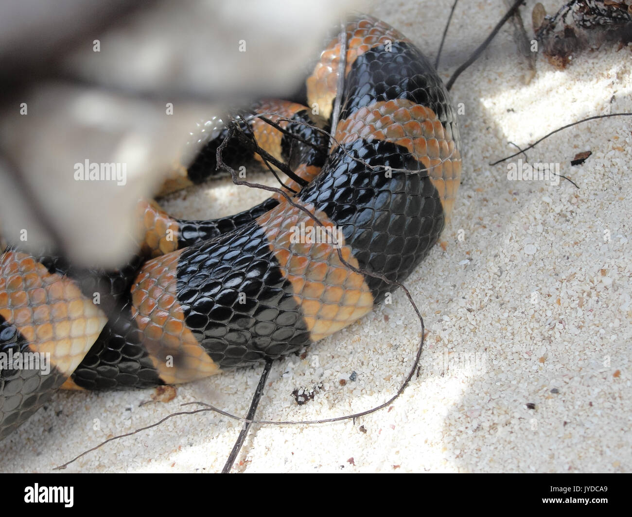 Krait bleu Banque de photographies et d’images à haute résolution - Alamy