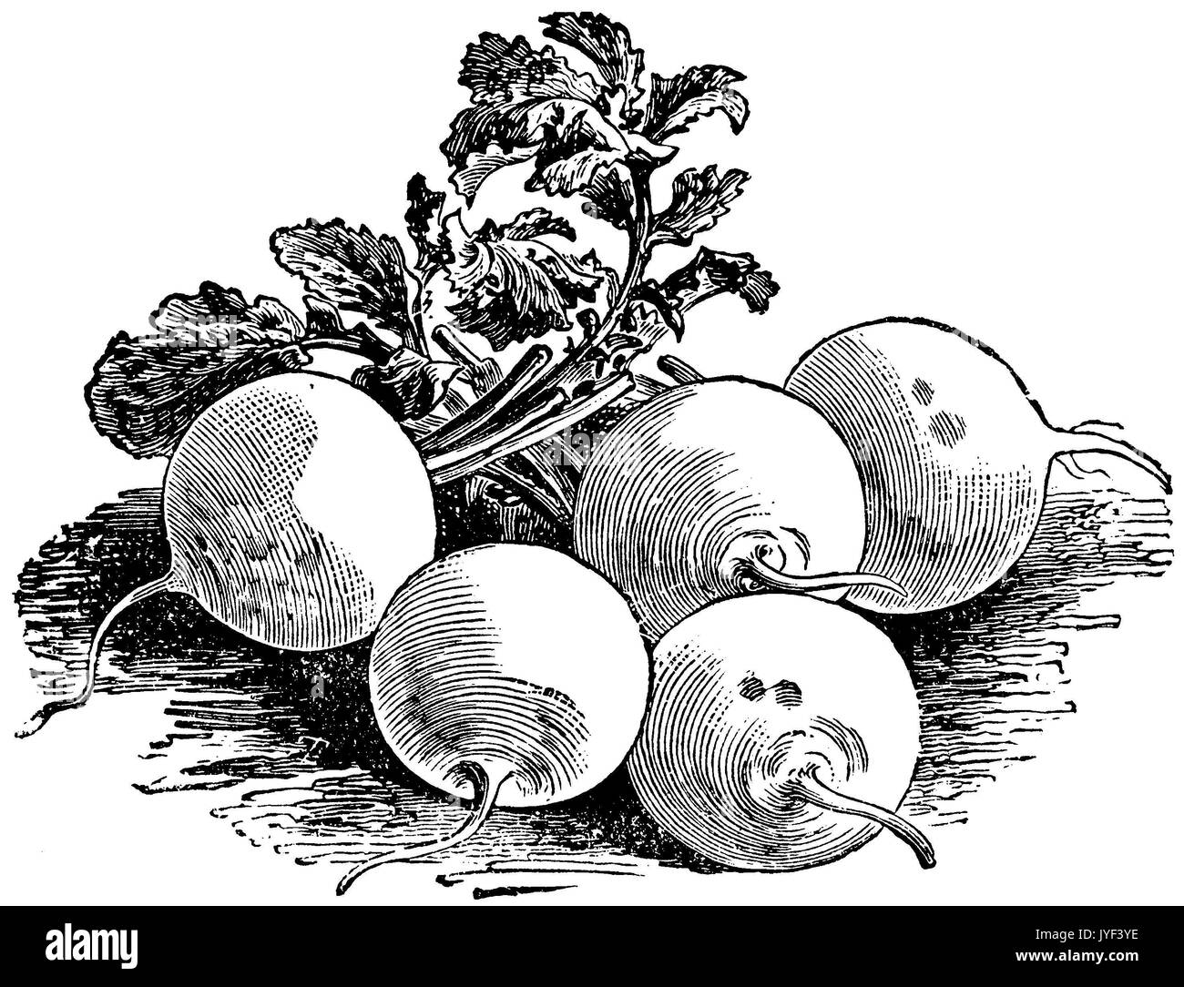 Radish drawing Banque de photographies et d’images à haute résolution ...