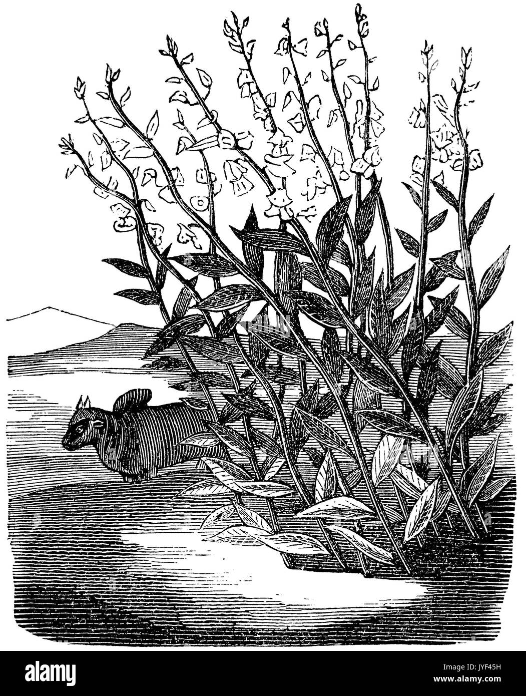 Chanvre de madras Banque de photographies et d’images à haute ...