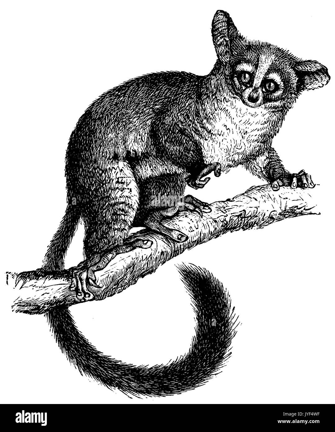 Galago senegalensis Banque de photographies et d’images à haute ...